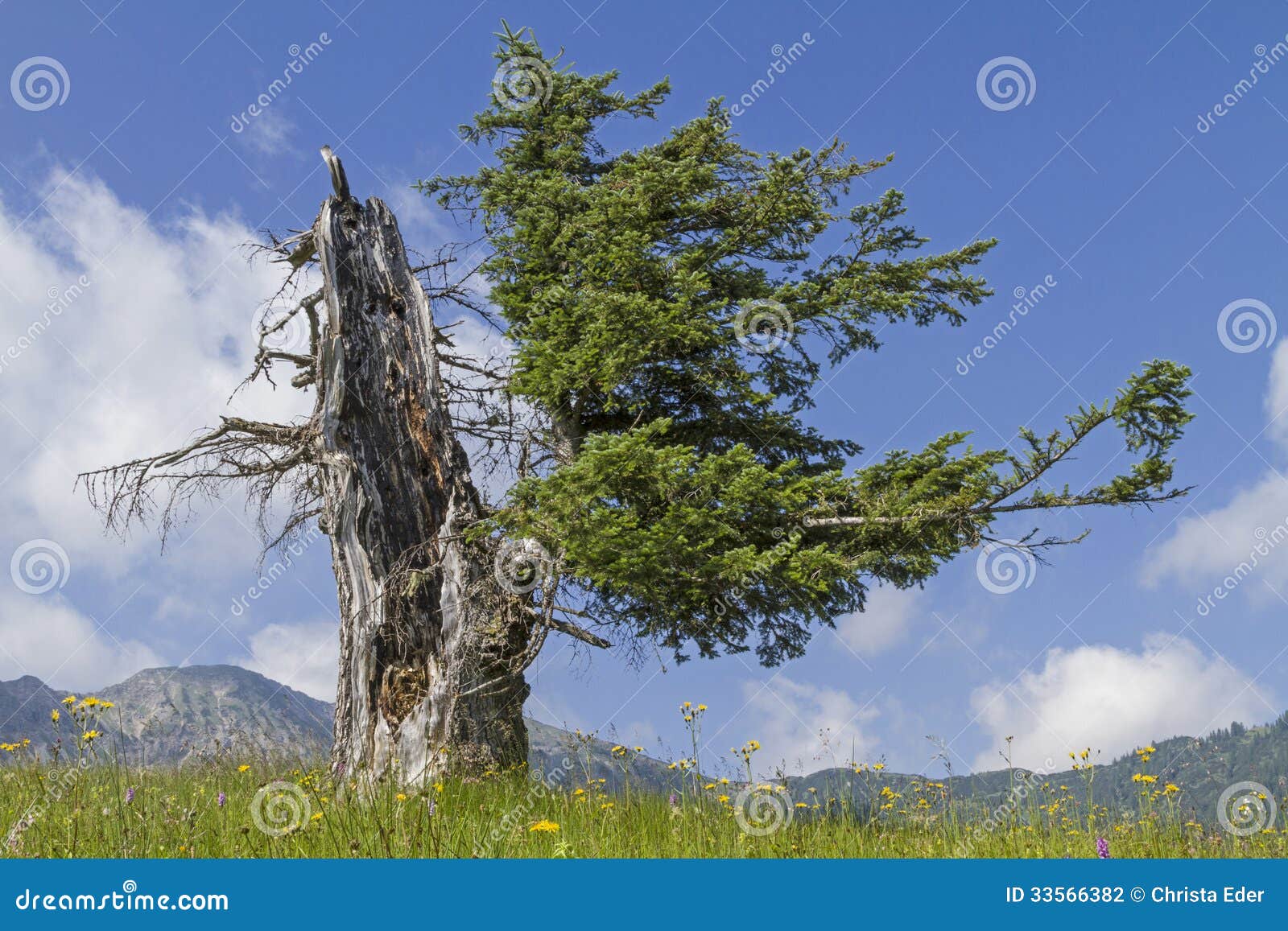 Old spruce stock photo. Image of mountains, renaissance - 33566382