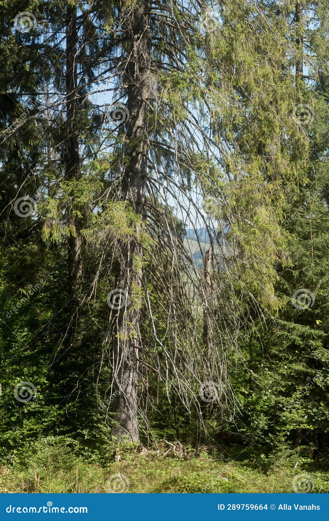 Old spruce stock photo. Image of wilderness, pattern - 289759664