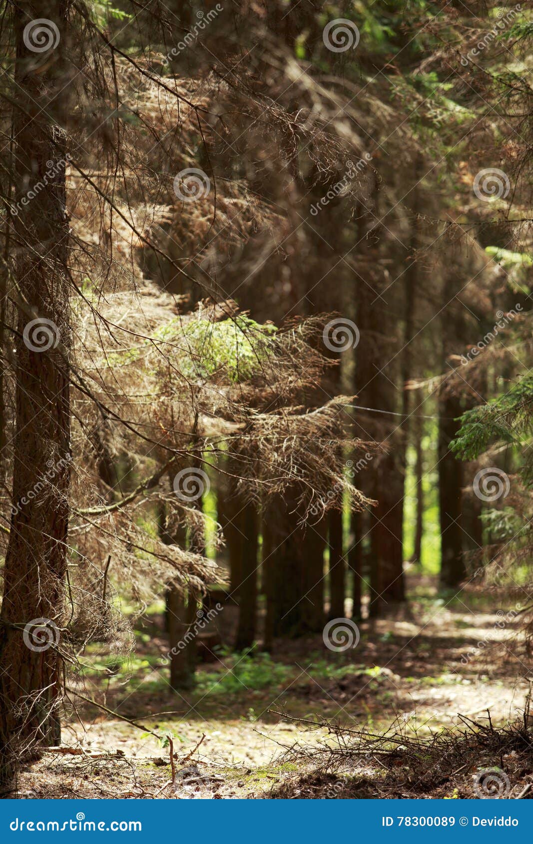 Old spruce forest stock image. Image of spruce, trees - 78300089