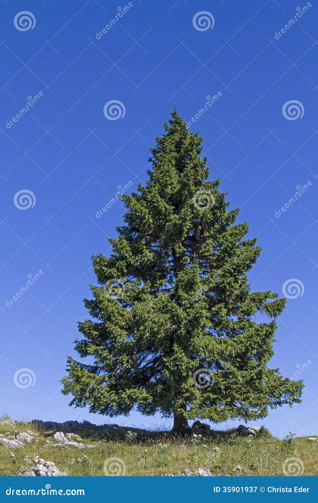 Old spruce stock image. Image of tree, evergreen, healthy - 35901937