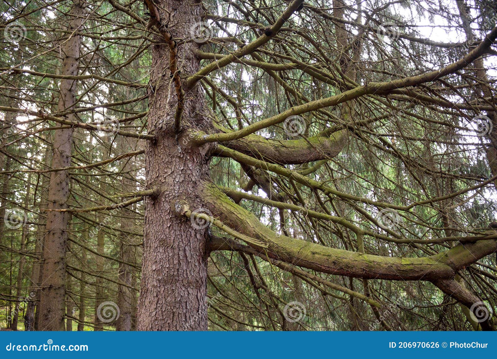 An Old Spruce with Thick Mighty Branches in a Spruce Forest Stock Photo ...