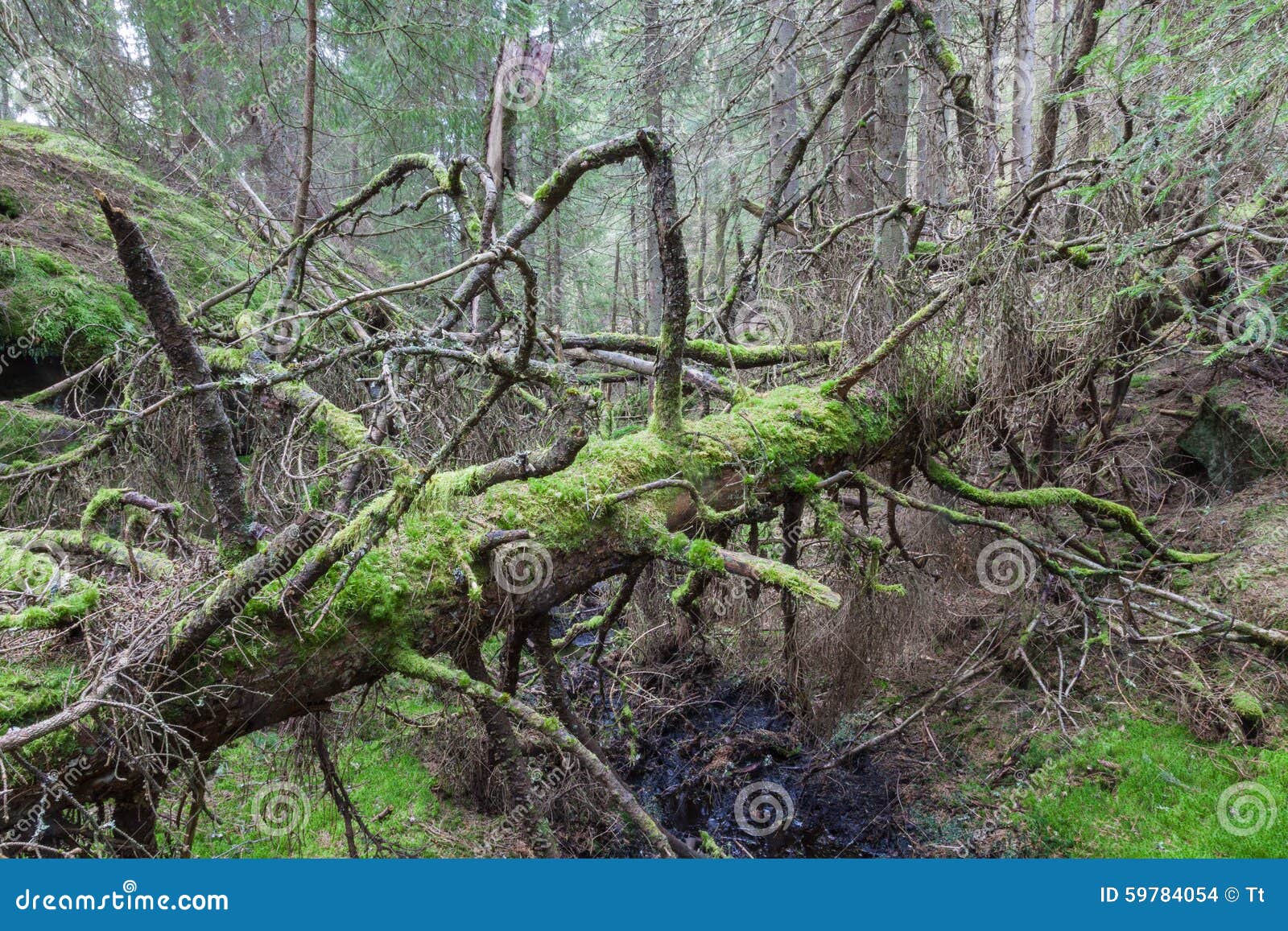Old spruce tree stock photo. Image of coniferous, ancient - 59784054