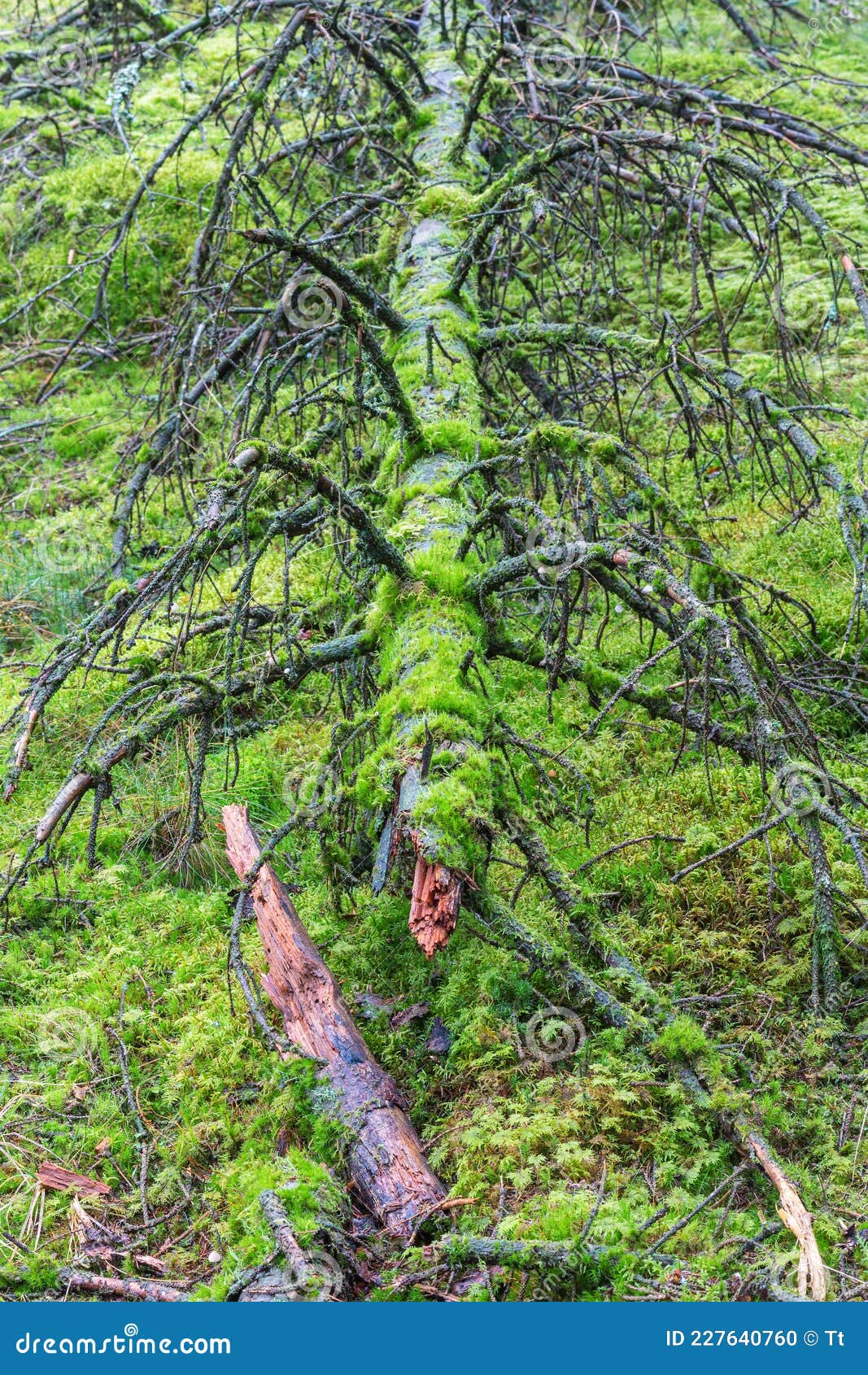 Old Spruce Tree Lying on the Ground Stock Photo - Image of dead ...
