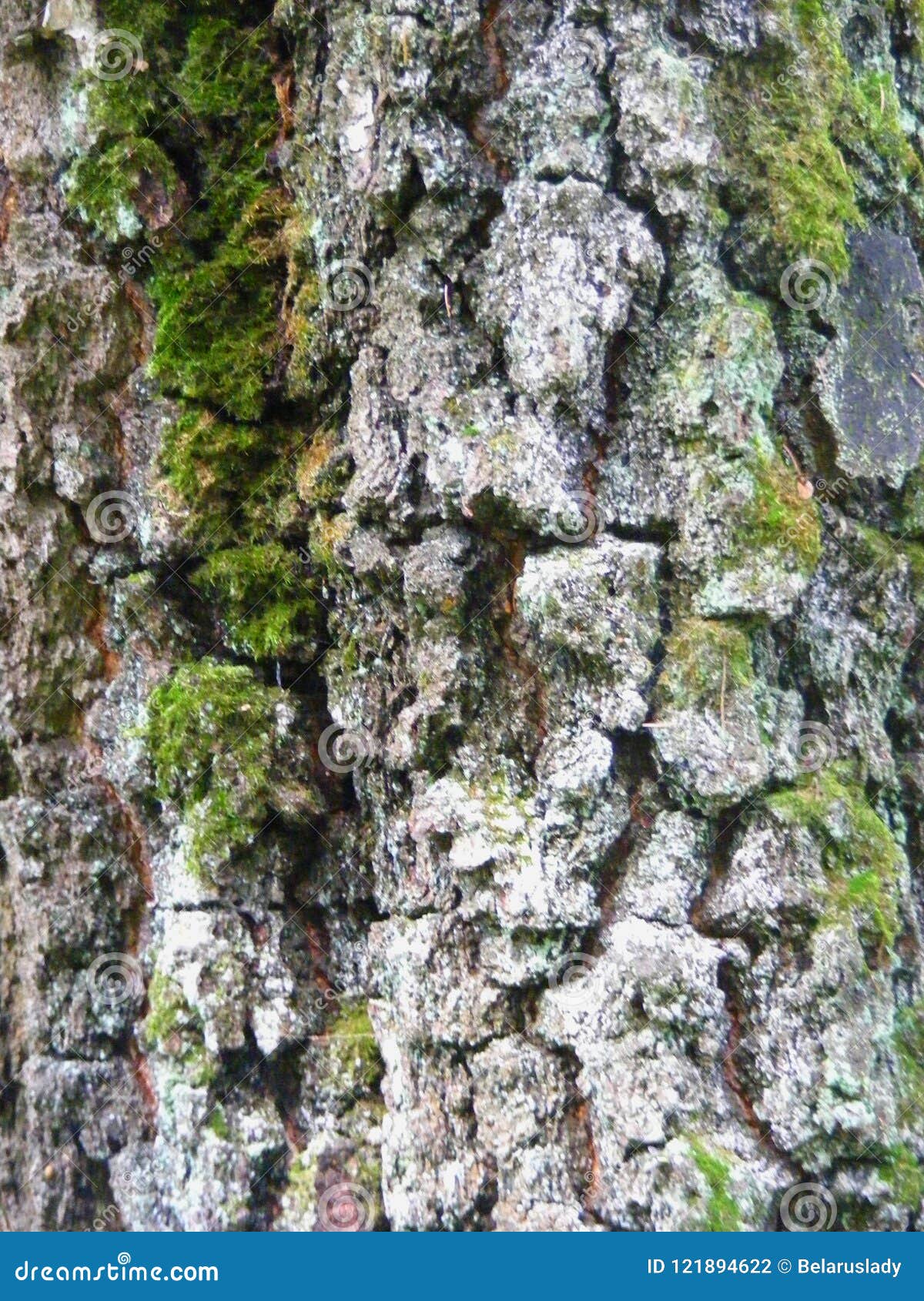 Close-up of an Old Spruce Tree`s Bark Texture Background Stock Photo ...
