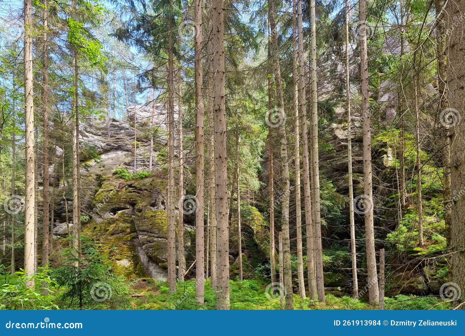 Old Spruce Trees in the Forest in the Mountains. Stock Photo - Image of ...