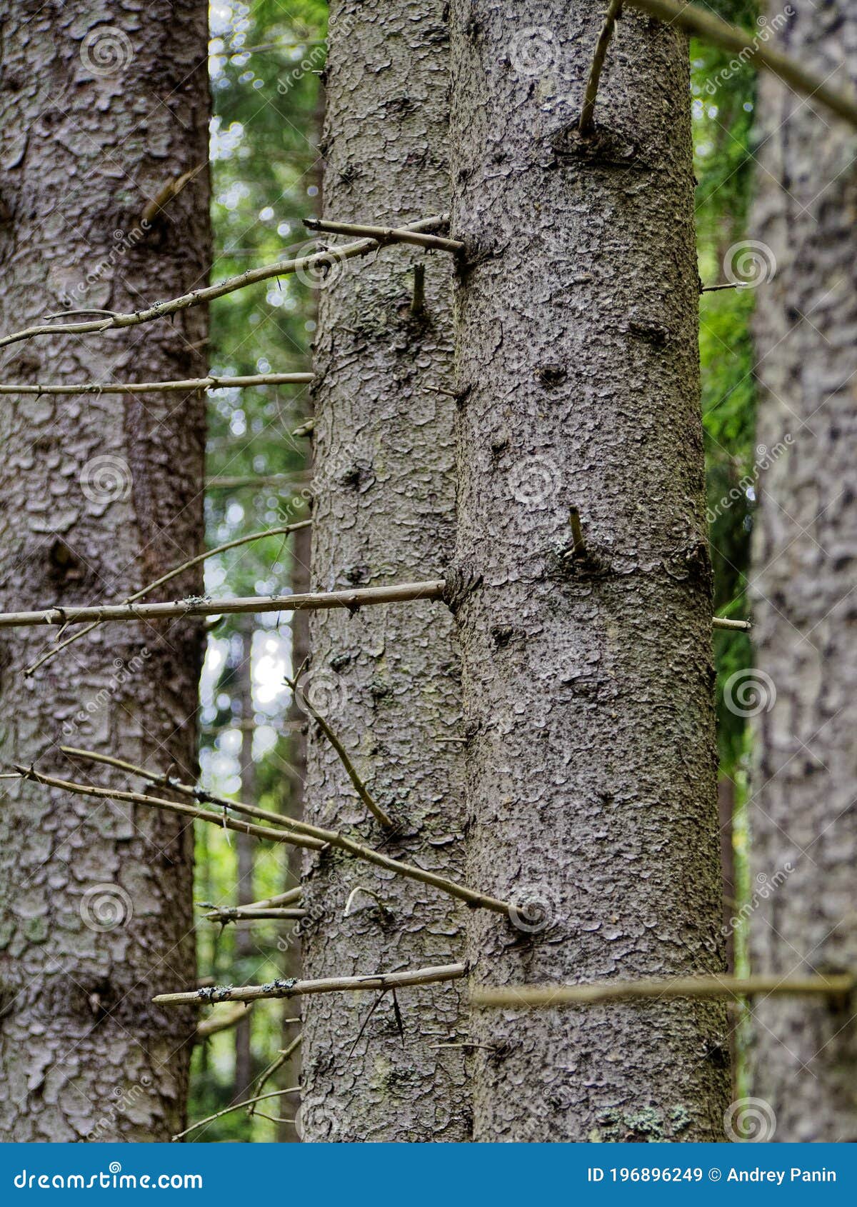 Old Spruce Trees with Sharp Twigs in the Protected Forest. Stock Image ...