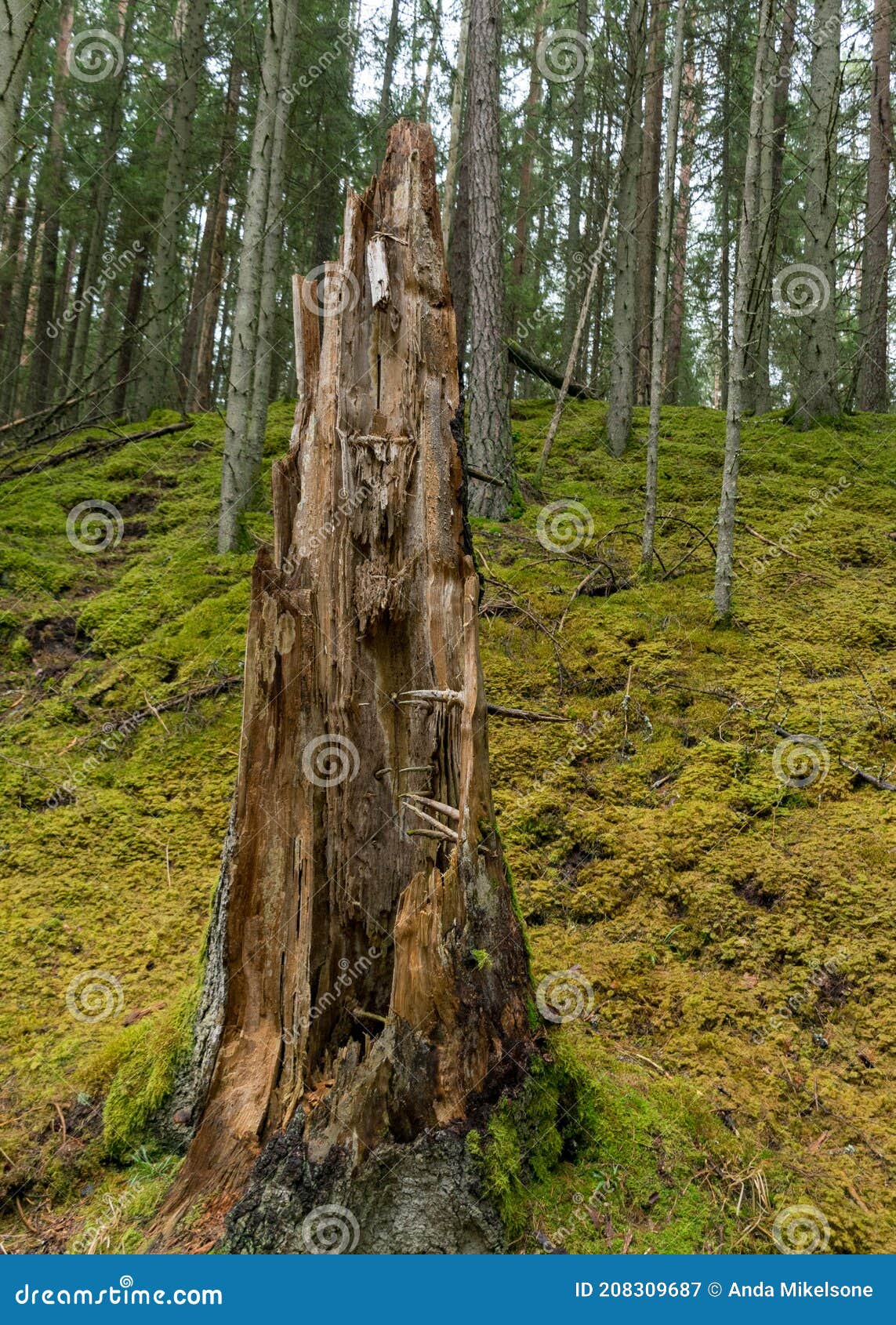 Old Spruce Trunk, Rotten Old Tree, Autumn Stock Image - Image of ...