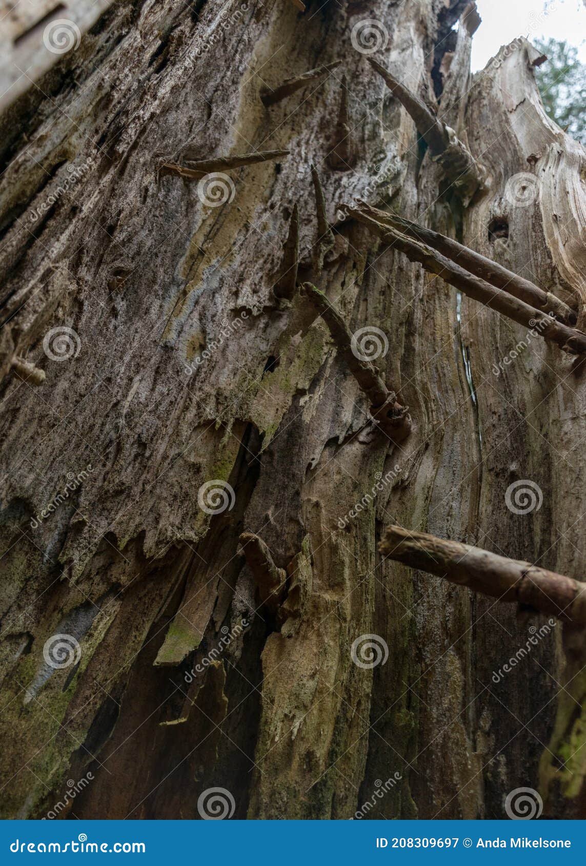 Old Spruce Trunk, Rotten Old Tree, Autumn Stock Image - Image of ...