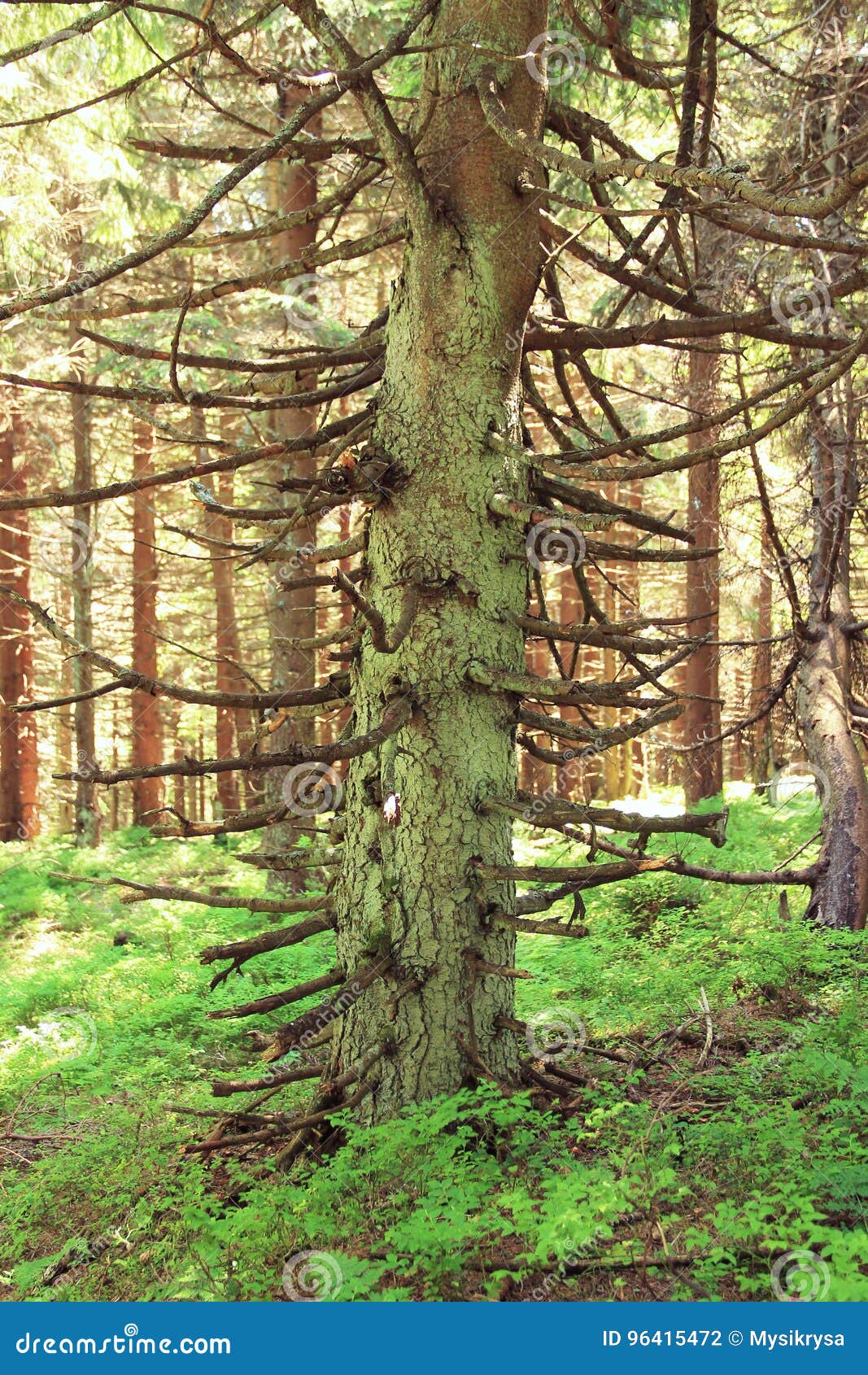 Old spruce stock photo. Image of conifer, wilderness - 96415472