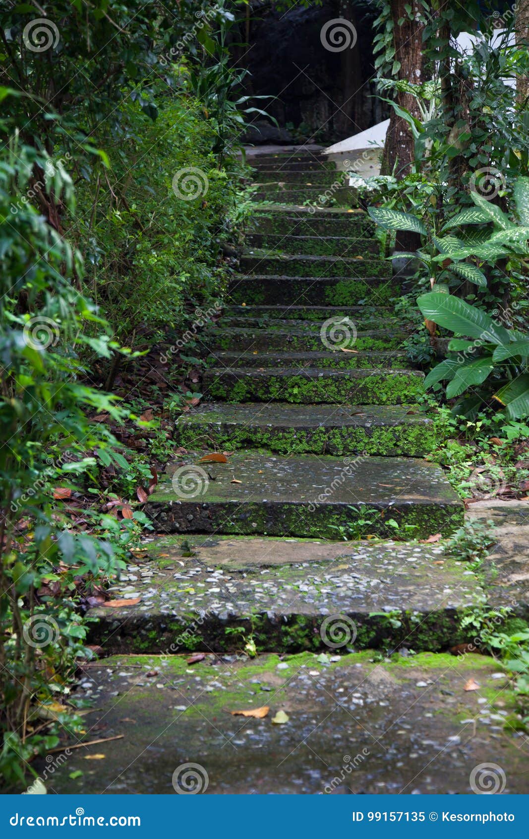 Old Staircase with Moss on the Corridor Stock Image - Image of outdoor ...
