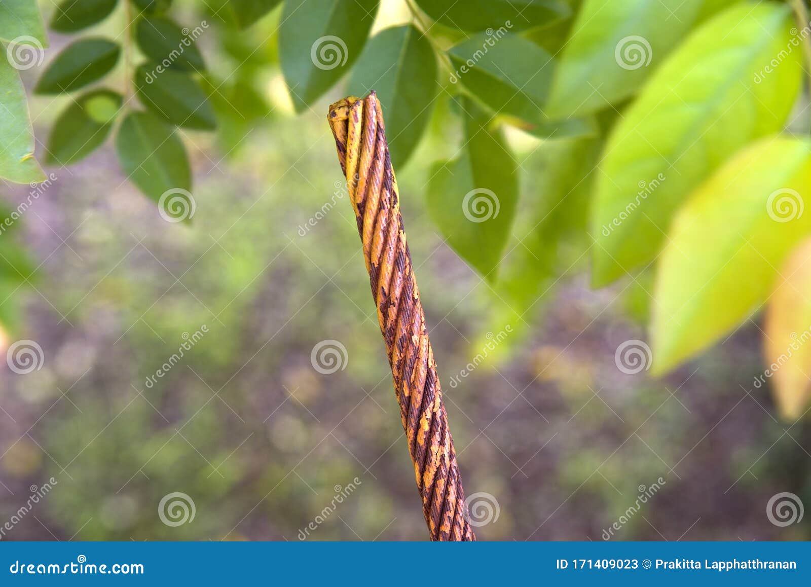 Old Steel Cable Wires and Rusting Stock Image - Image of bundle, close ...