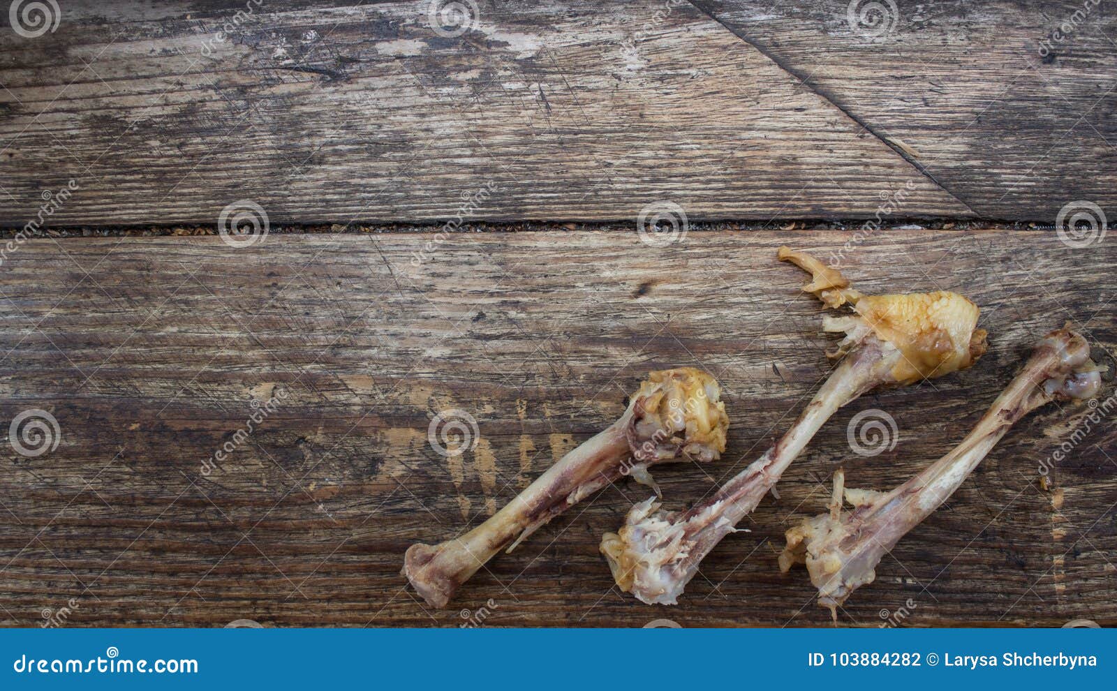 A gnawed bone stock photo. Image of gnawed, form, album - 103884282