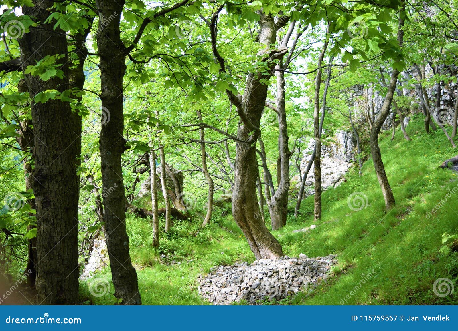 Old Stone Castle Ruins in Forest. Hot Summer Day Stock Image - Image of ...