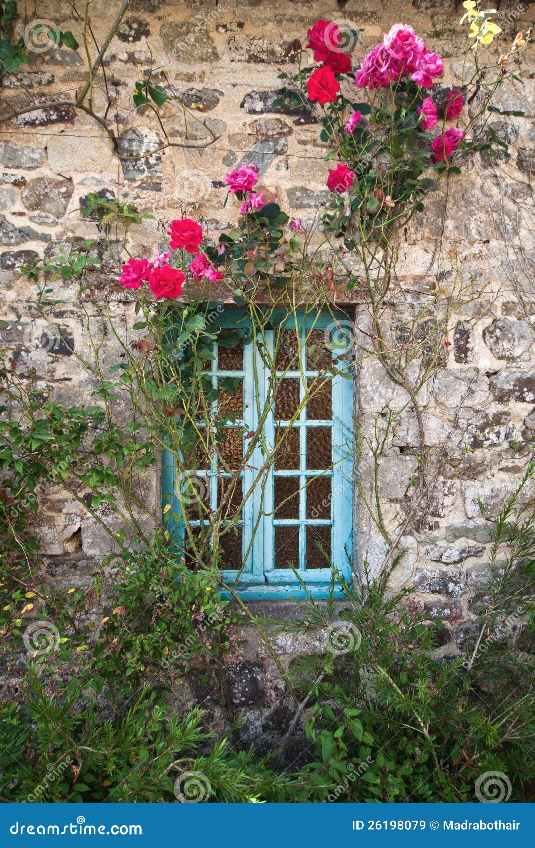 Old Stone Cottage with Climbing Roses Stock Image - Image of flower ...