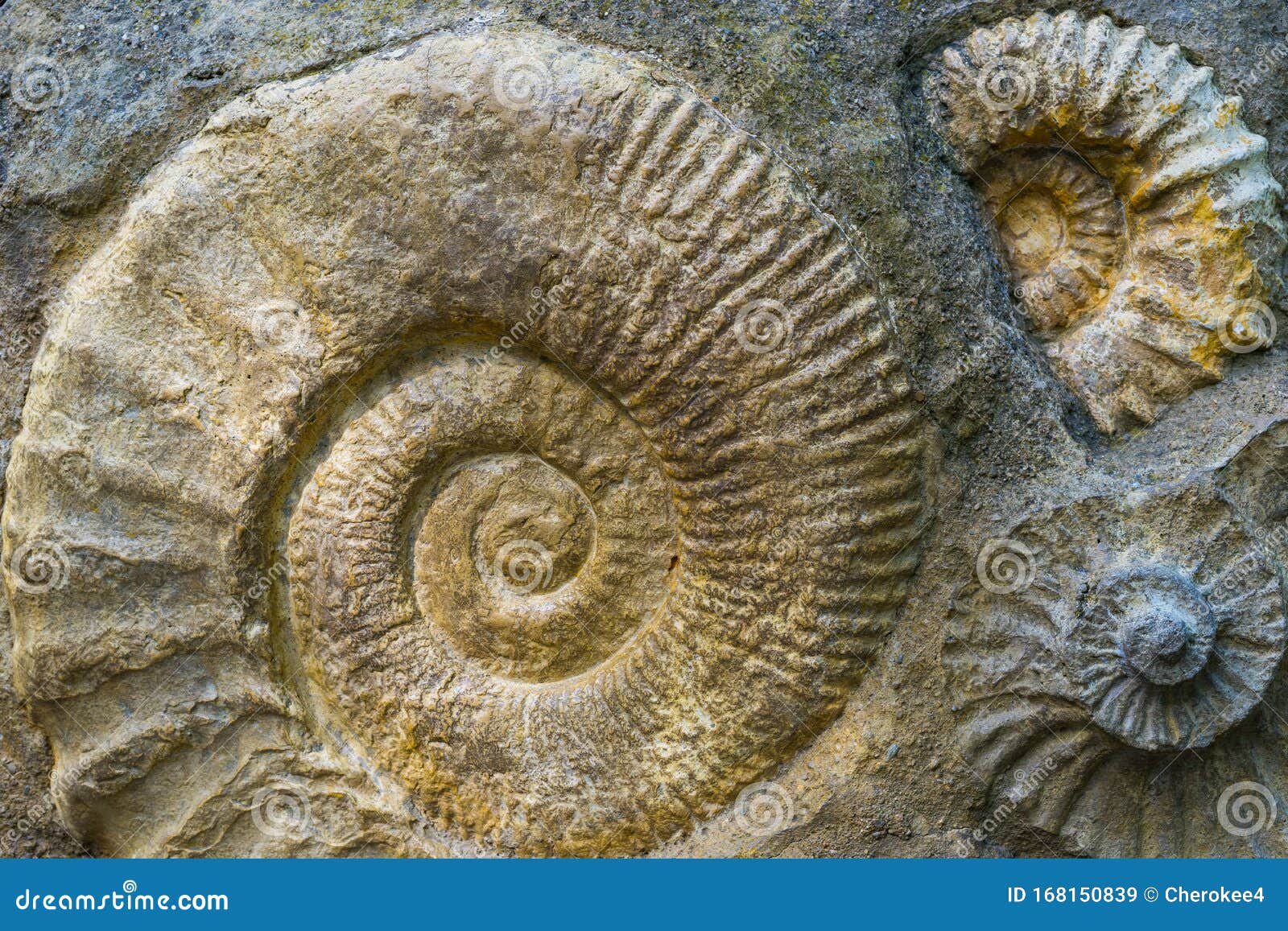 A Old Stone Covered with Big Shells Prints All Over Its Surface. Stock ...