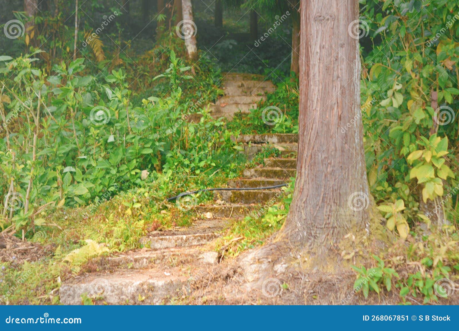 Old Stone Curved Road in a Dense Forest Going Uphill. Forest Tree Trunk ...