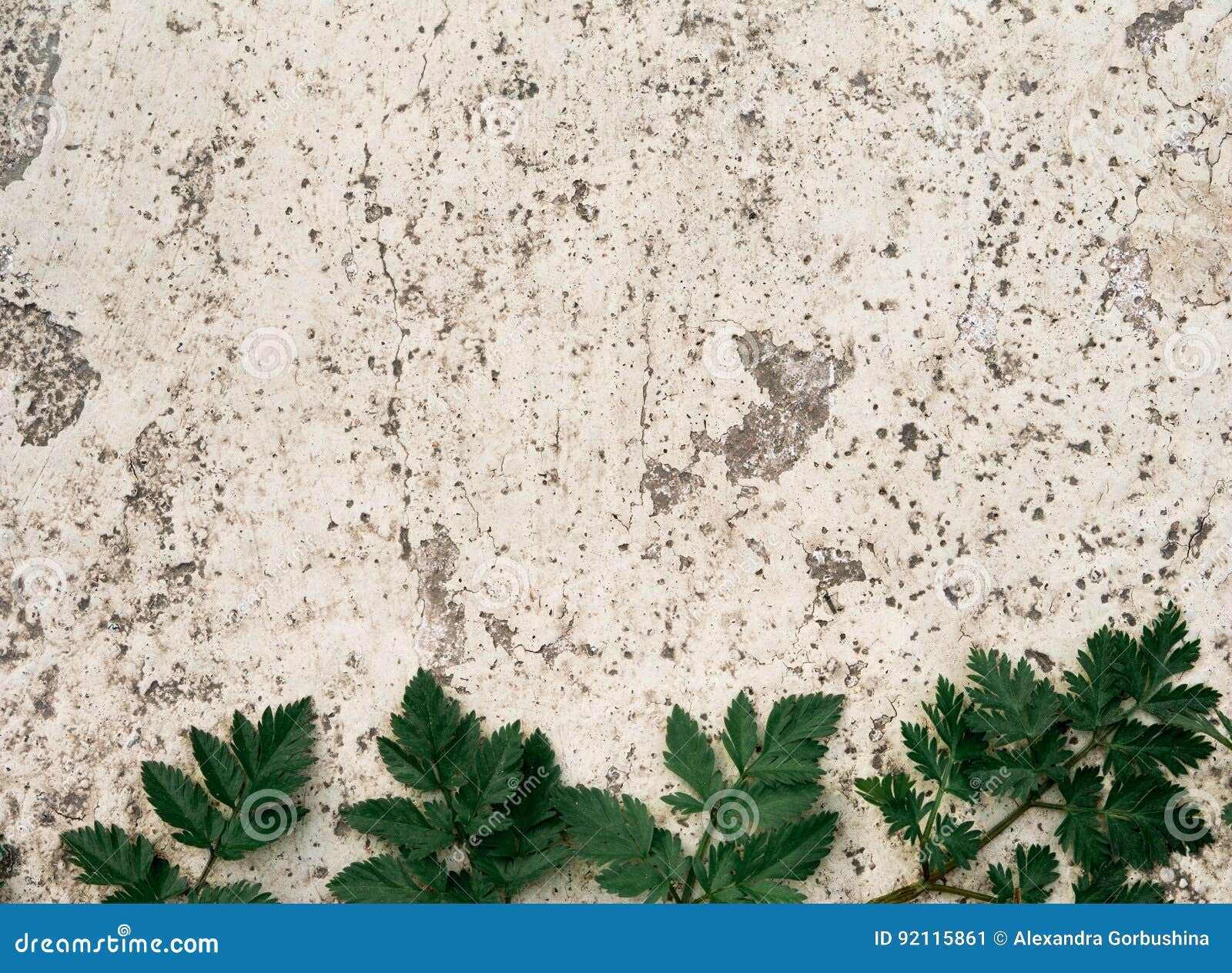 Old Stone Floor with Green Fern Background Stock Image - Image of green ...