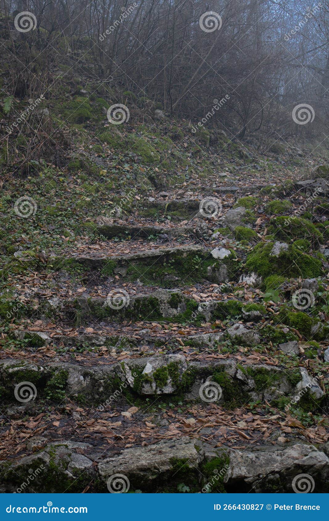 Old stone moss stairs stock image. Image of wilderness - 266430827