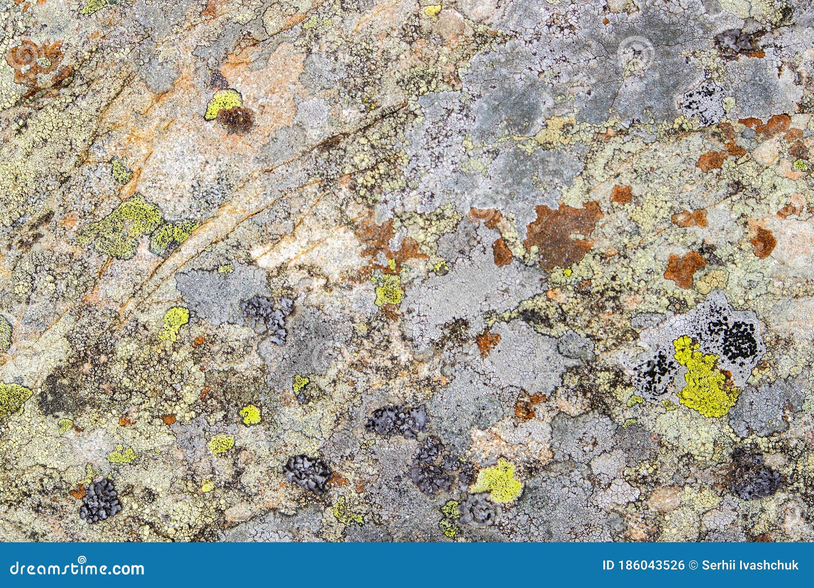 Old stone with moss stock photo. Image of grunge, fungus - 186043526