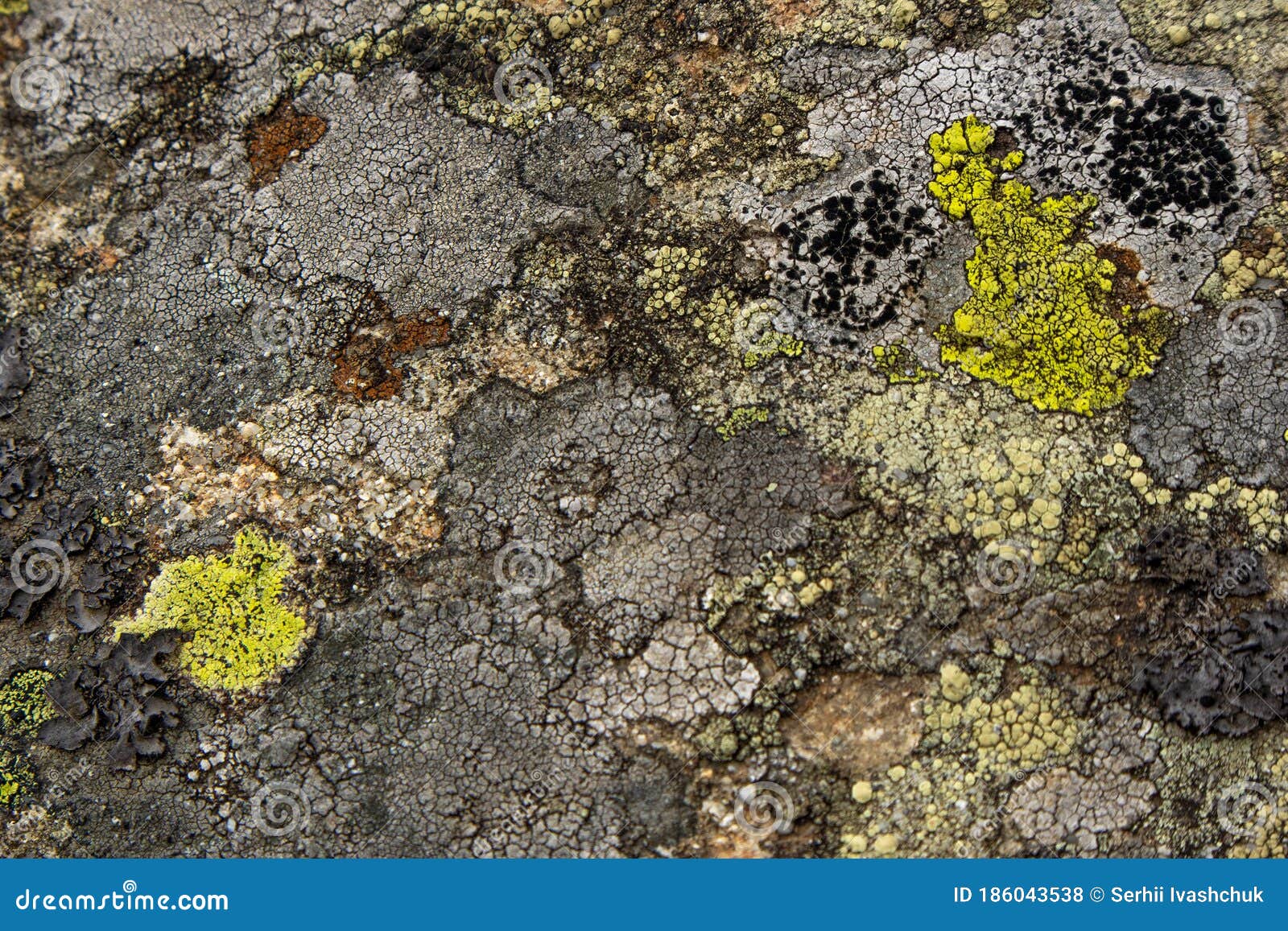 Old Stone with Moss Texture Background. Stock Photo - Image of frame ...