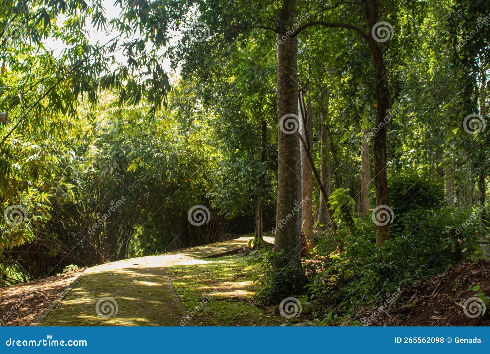 Old Stone Path Around the Trees in the Park Stock Photo - Image of ...