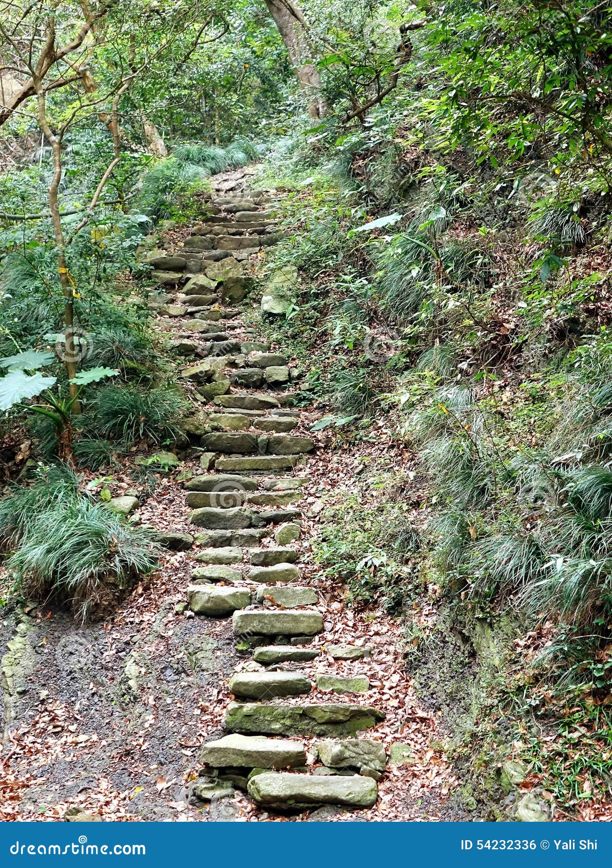 Old Stone Path in a Dense Forest Stock Photo - Image of uphill, shrubs ...
