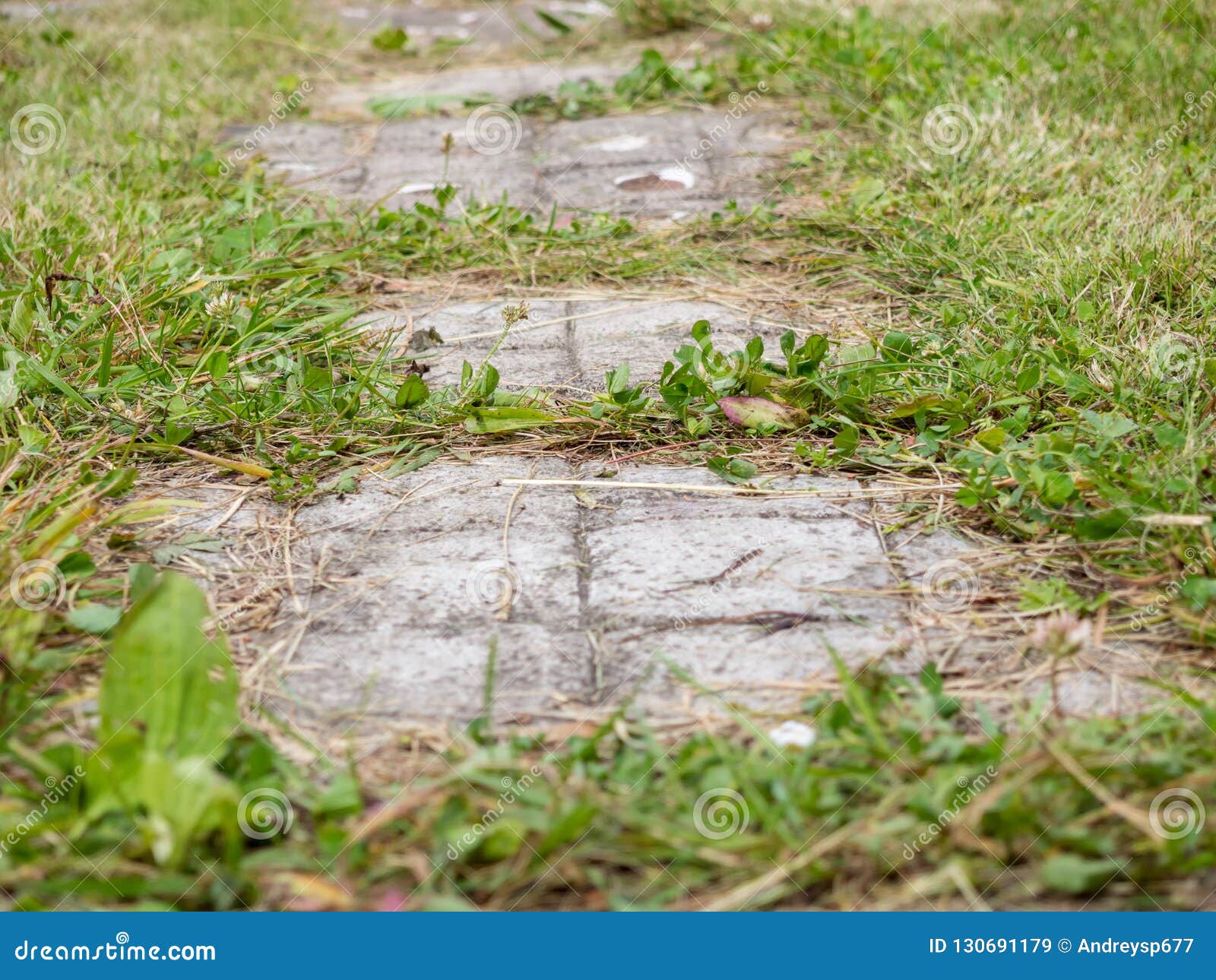 Old Stone Path Overgrown with Green Grass Stock Image - Image of grass ...