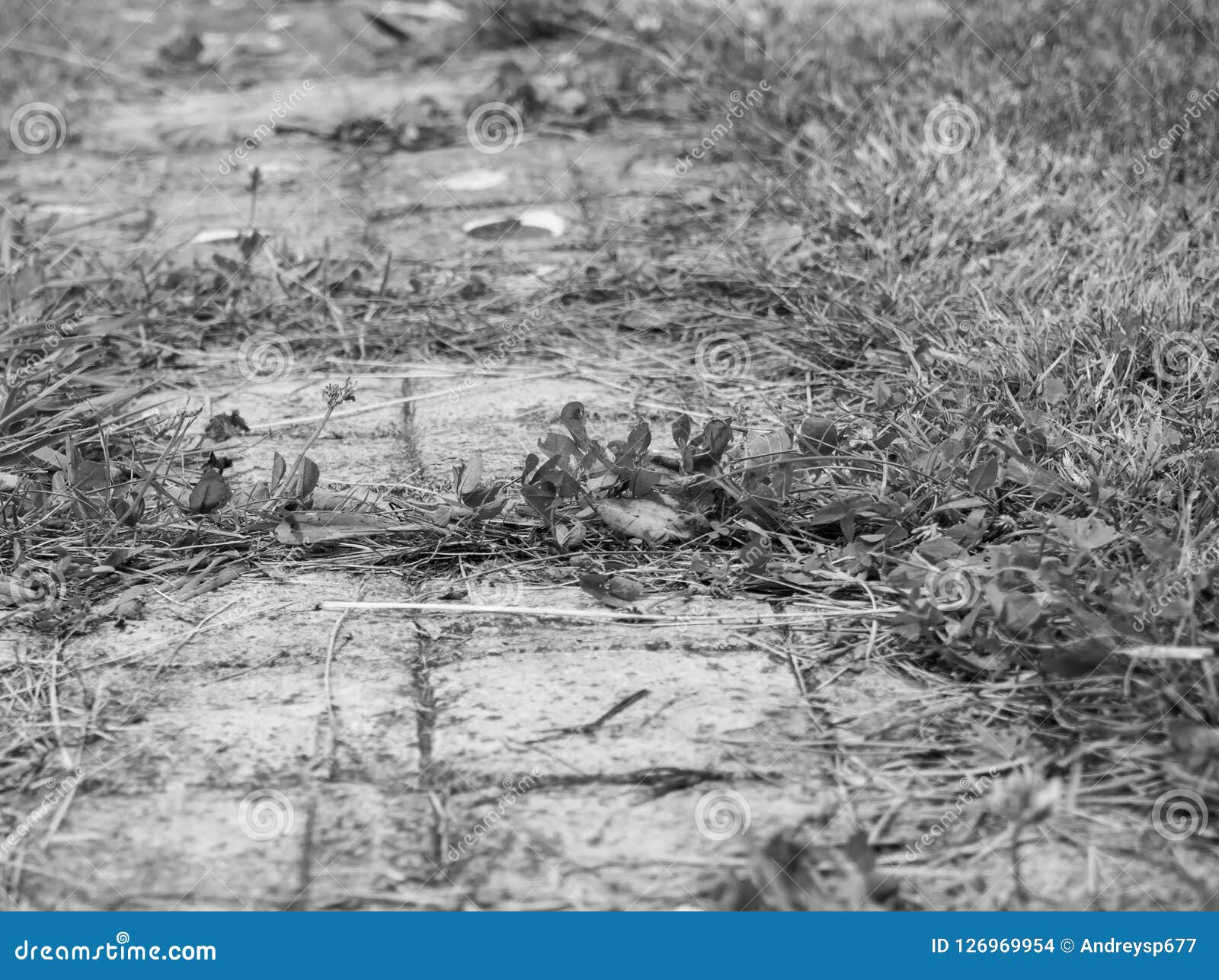 Overgrown Grass Stone Path. Black and White Image Stock Photo - Image ...