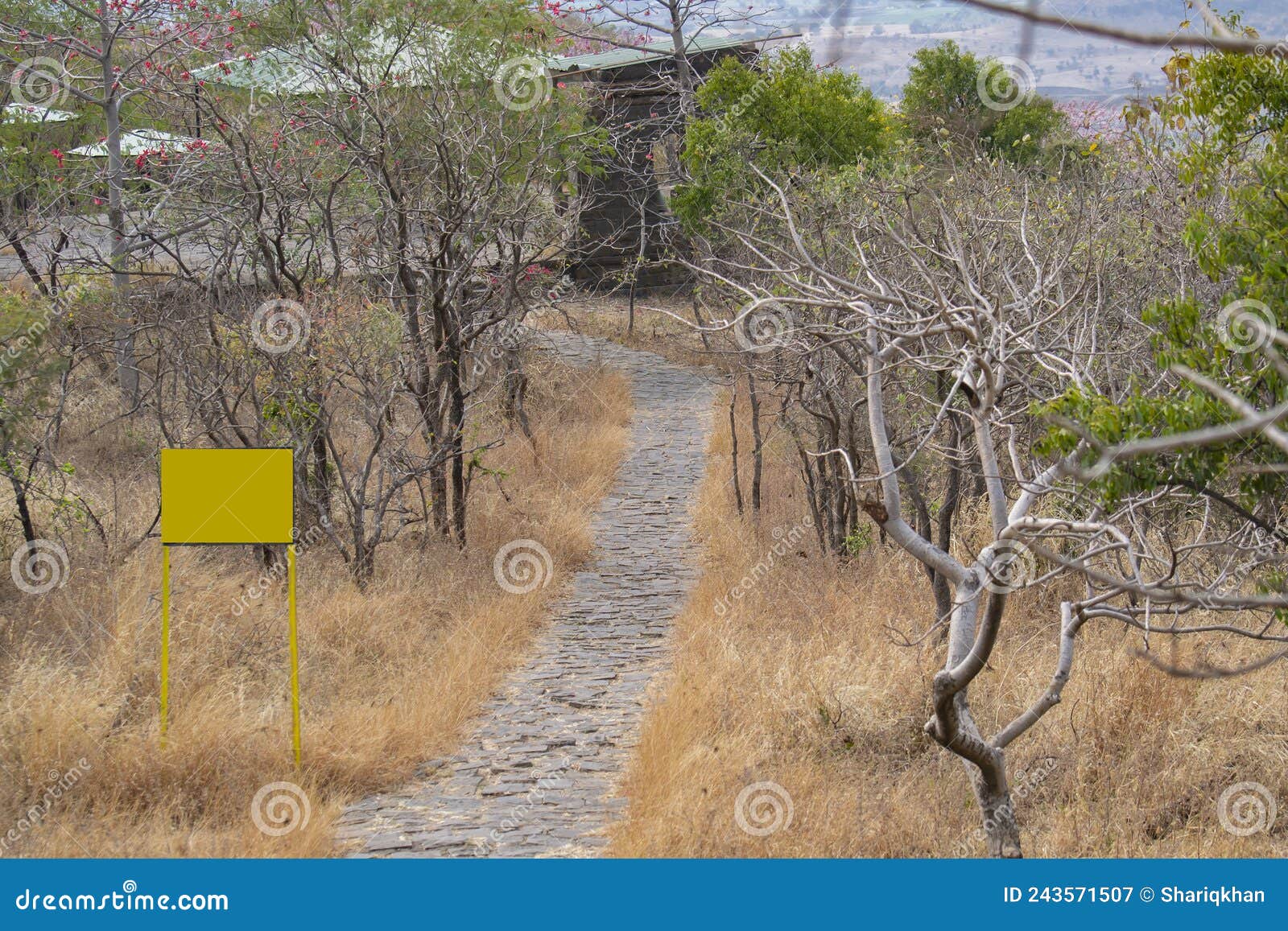 Old Stone Pathway and Track through the Forest Stock Image - Image of ...