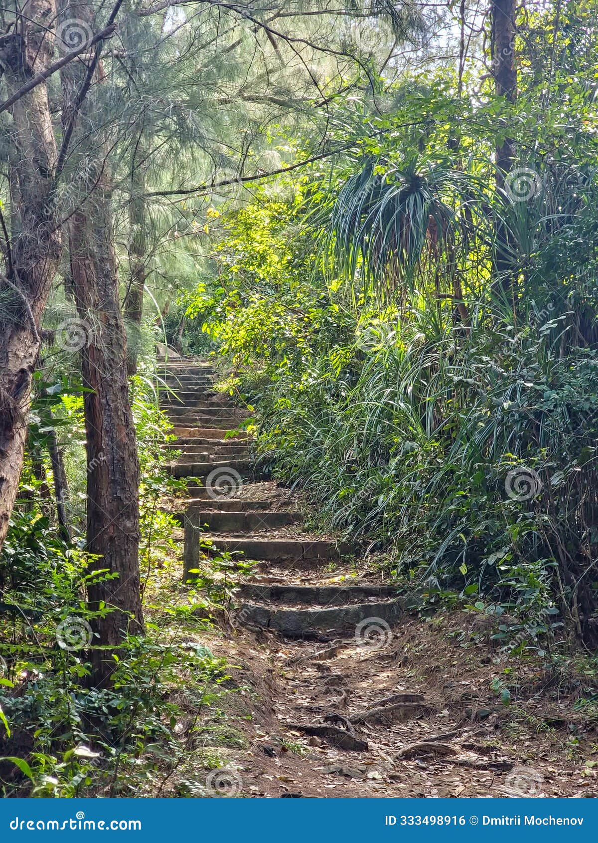 Stairs in the jungle stock photo. Image of stone, vegetation - 333498916