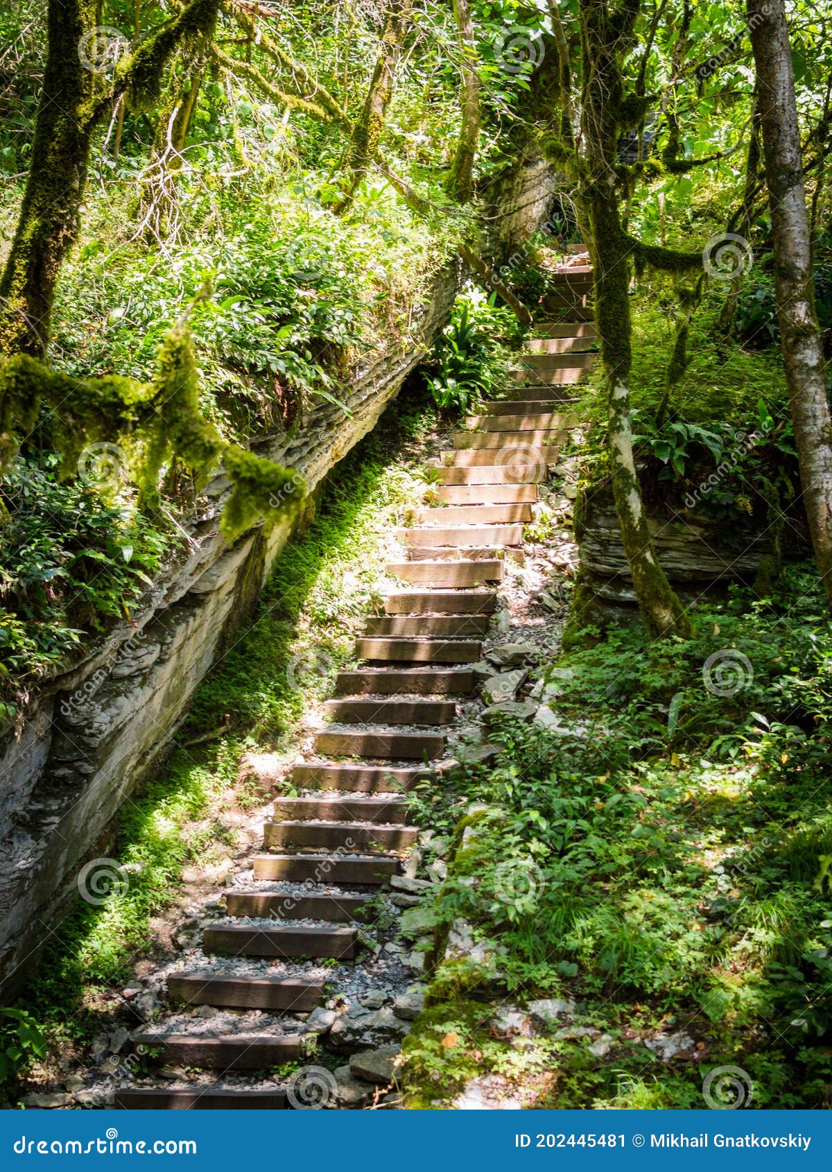 Old Stone Stairs Leading To Jungle Stock Image - Image of wild, stair ...