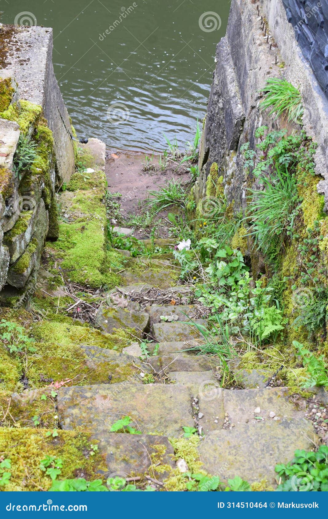 Old Stone Stairs into a River Stock Photo - Image of stairway, tree ...
