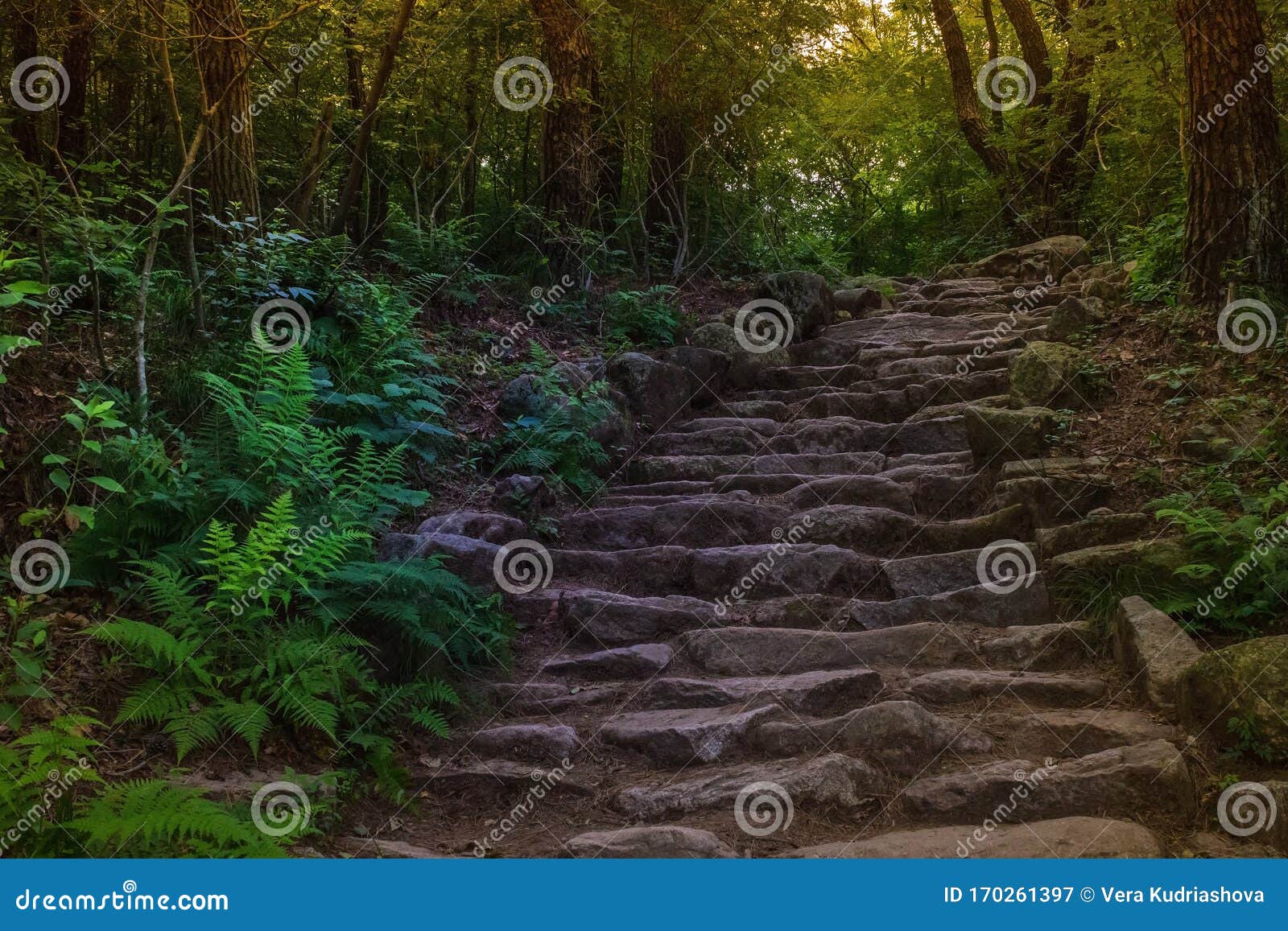 Old Stone Steps in the Forest Stock Image - Image of ancient, stairway ...