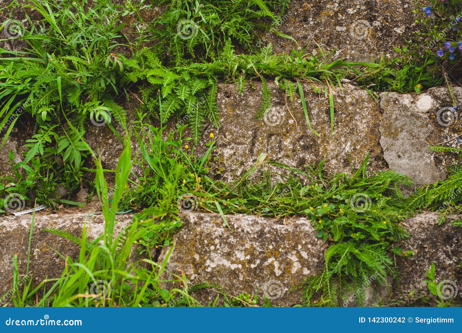 Old Stone Steps Overgrown with Grass and Moss Stock Photo - Image of ...