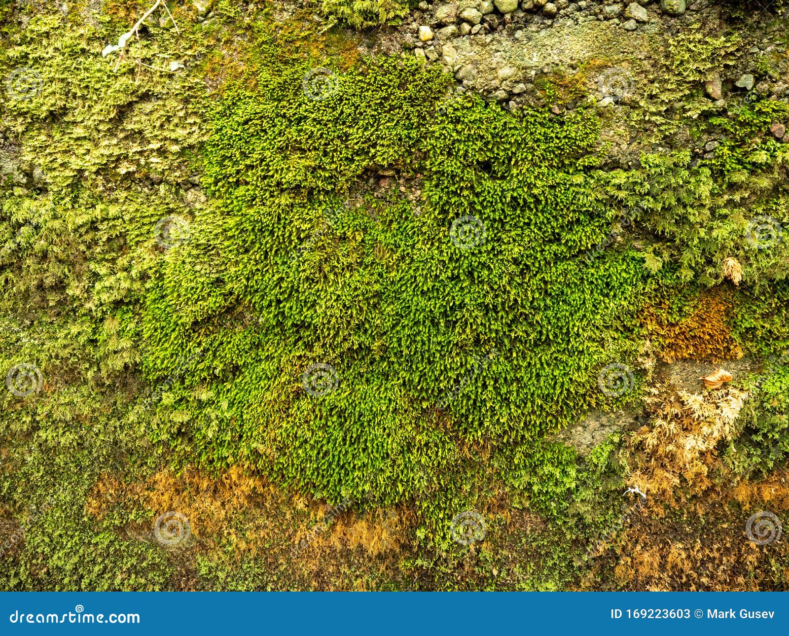 Old Stone Wall Covered with Moss, Abstract Nature Background Stock ...