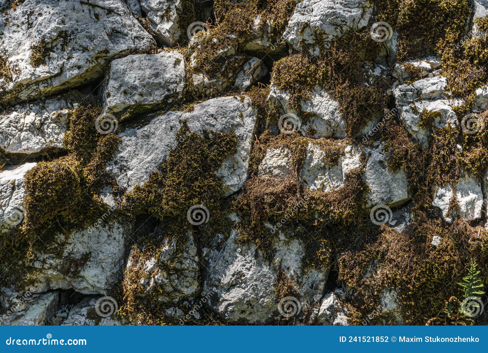 An Old Stone Wall Covered with Moss and Withered Grass. the Texture of ...