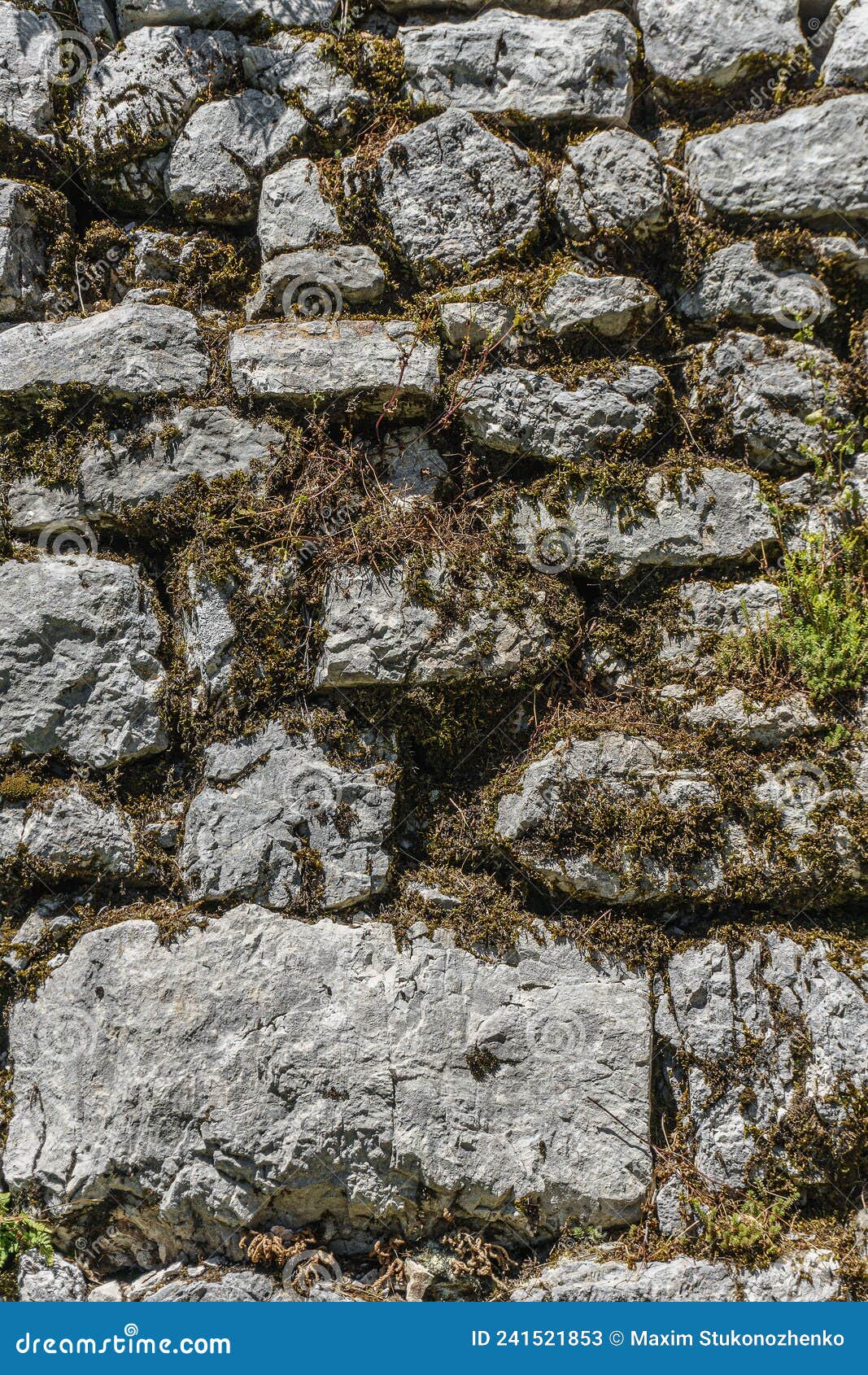 An Old Stone Wall Covered with Moss and Withered Grass. the Texture of ...