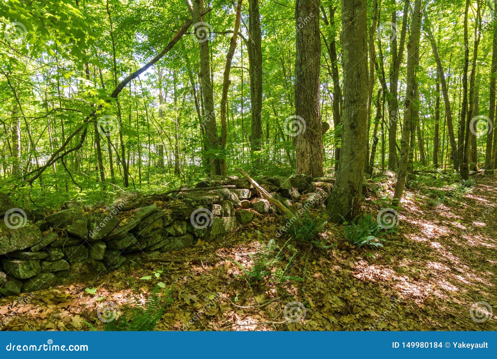 Old Stone Wall in the Forest Stock Photo - Image of woodland, city ...