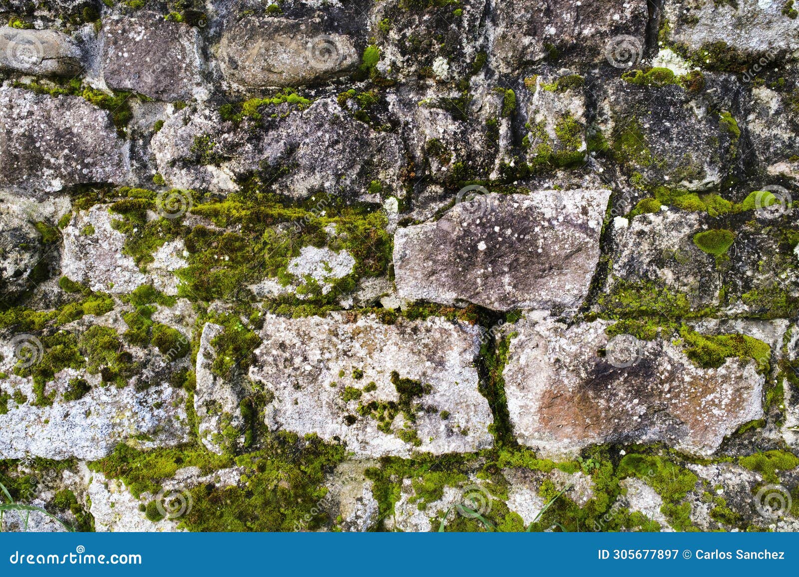 Old Stone Wall with a Lot of Green Moss between Them. Stock Image ...