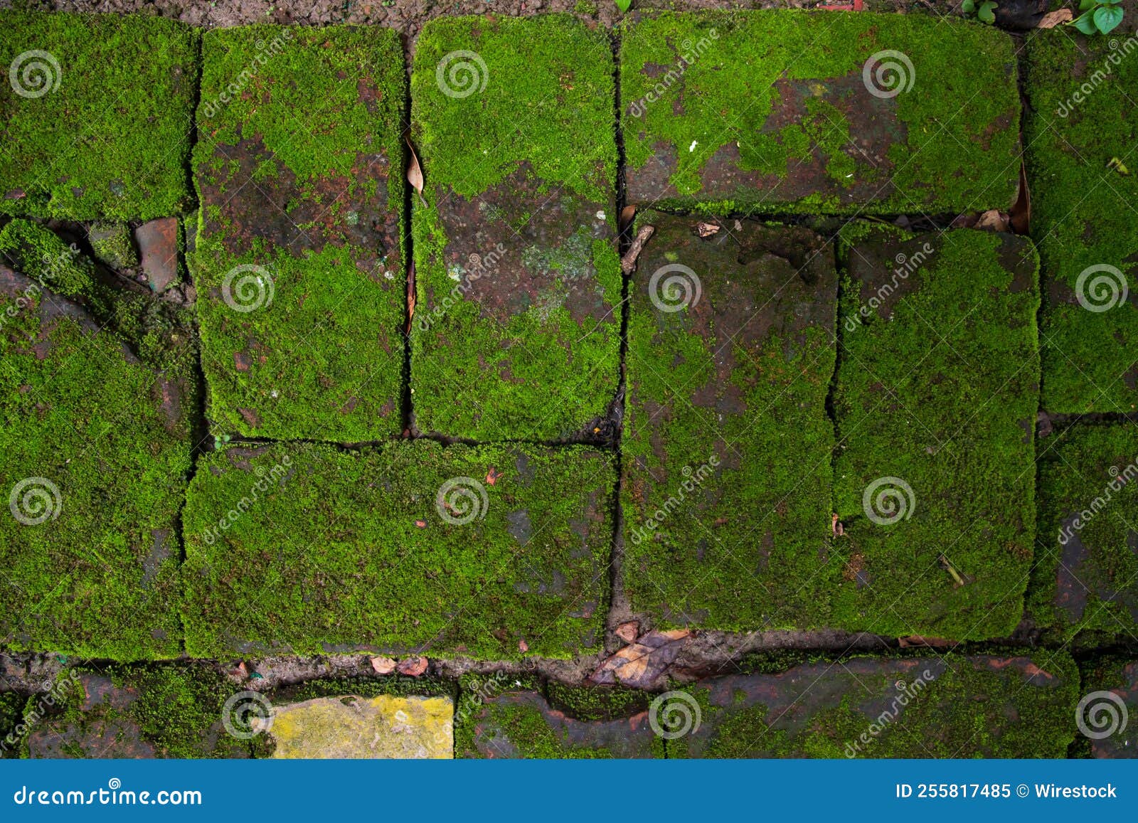 Old Stone Wall Overgrown with Moss Stock Image - Image of pattern ...