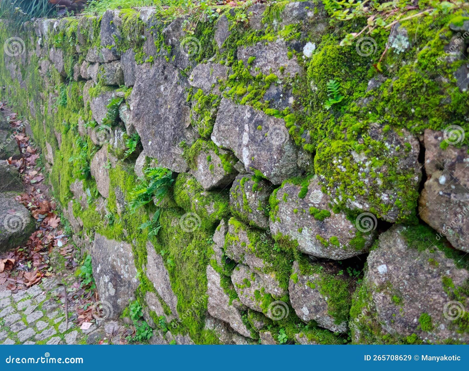 An Old Stone Wall Overgrown with Moss Stock Image - Image of outside ...
