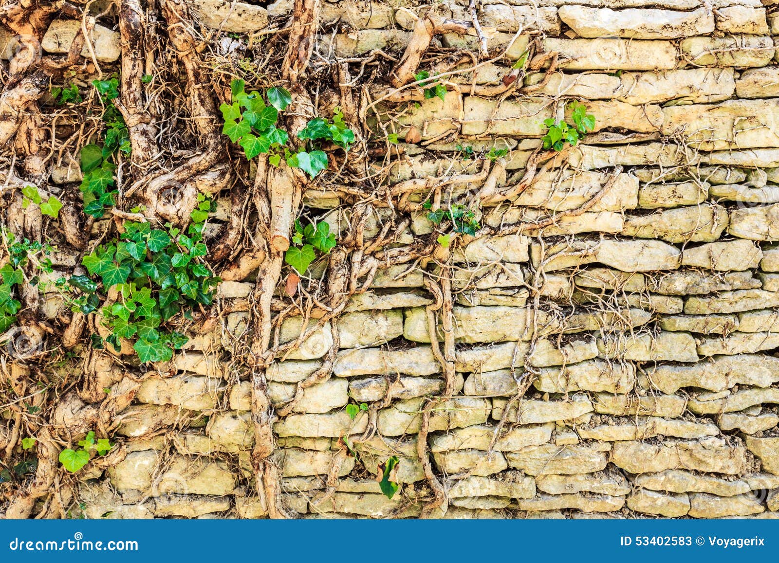 Old Stone Wall with Root Tree Stock Image - Image of england, bibury ...