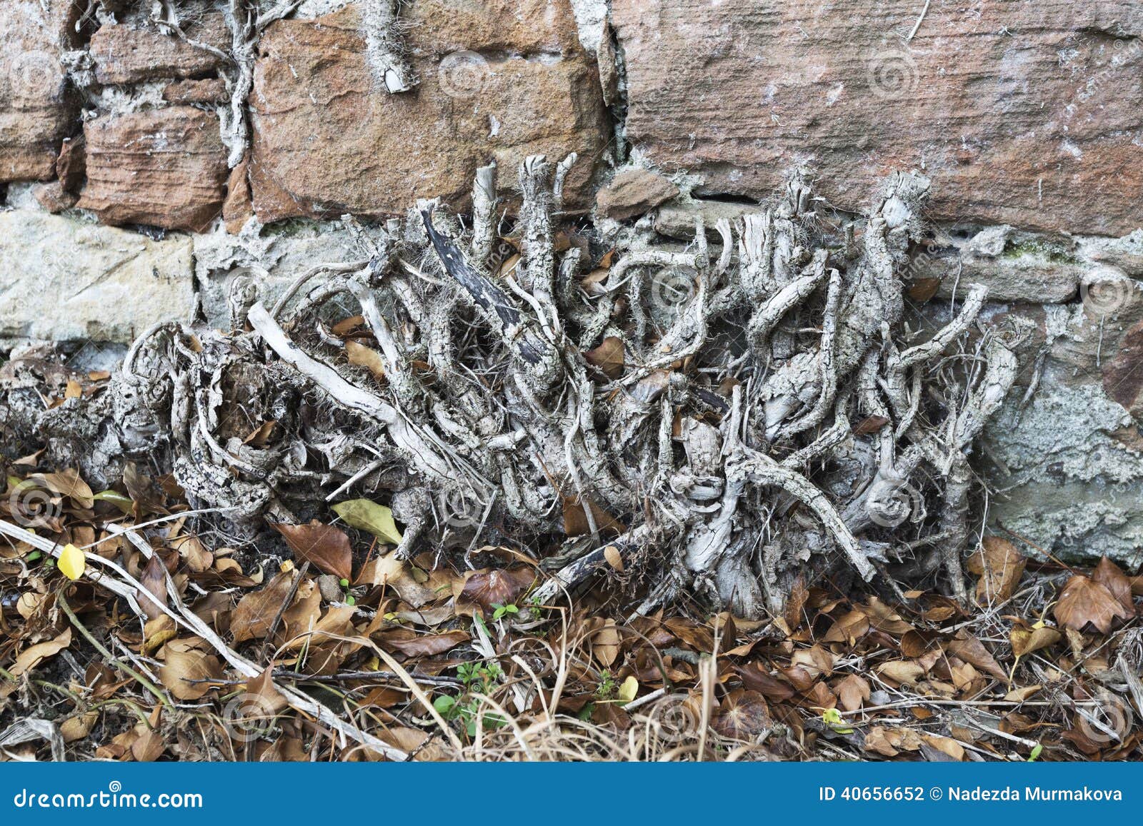 Old stone wall with roots stock photo. Image of color - 40656652