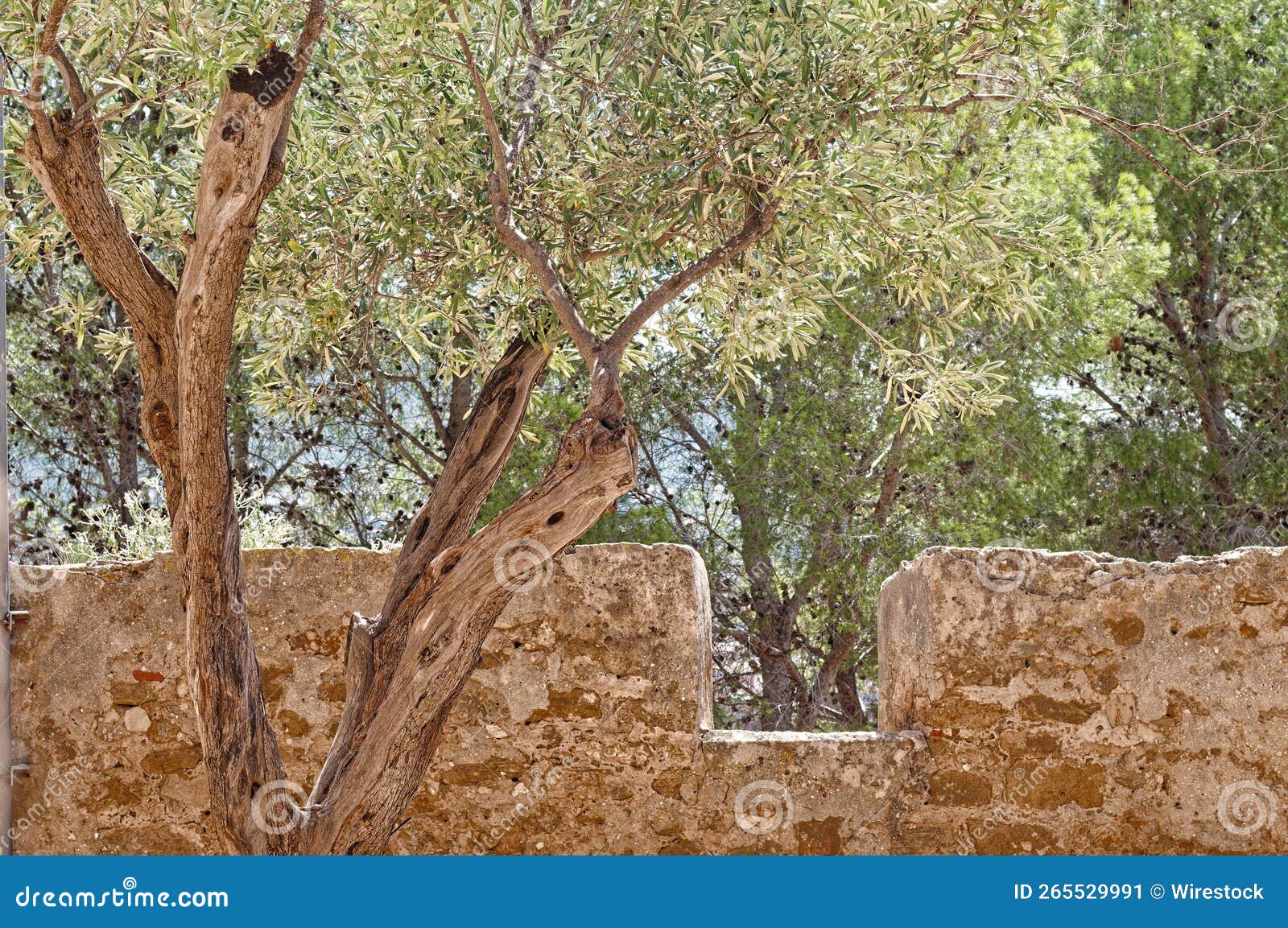 Old Stone Wall and Tree in the Park Stock Image - Image of park, urban ...