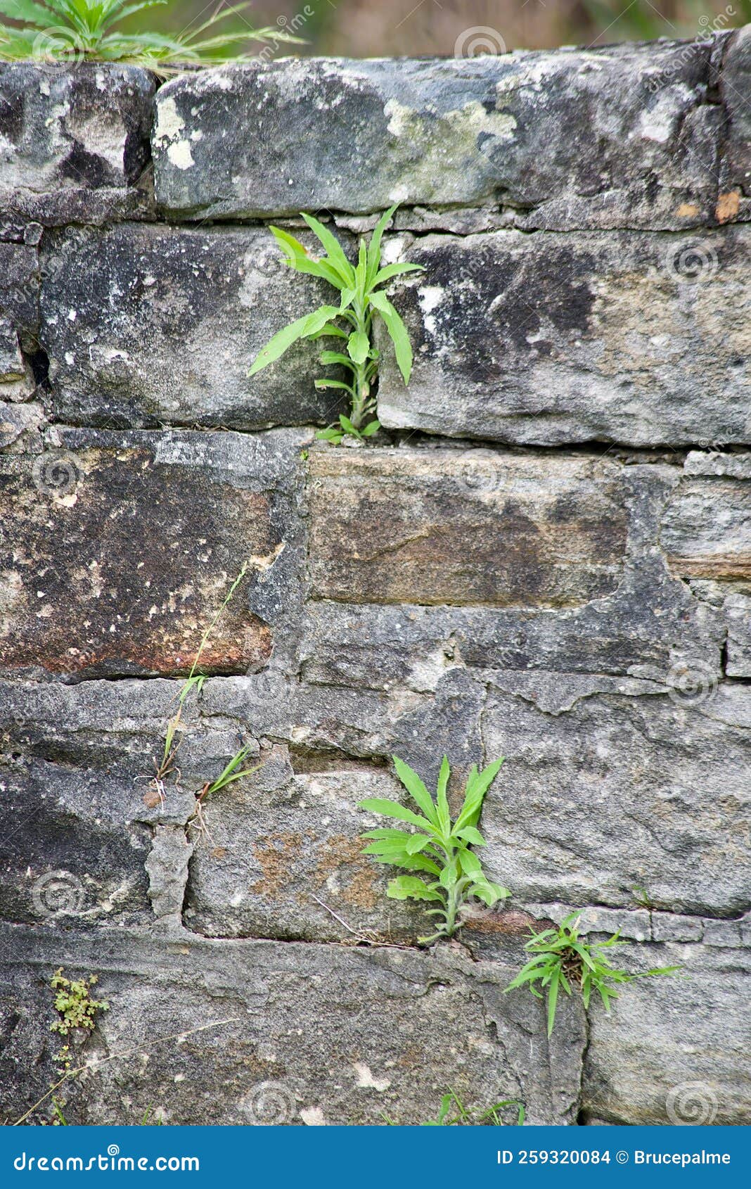 An Old Stone Wall with Weeds Growing Stock Photo - Image of stone ...