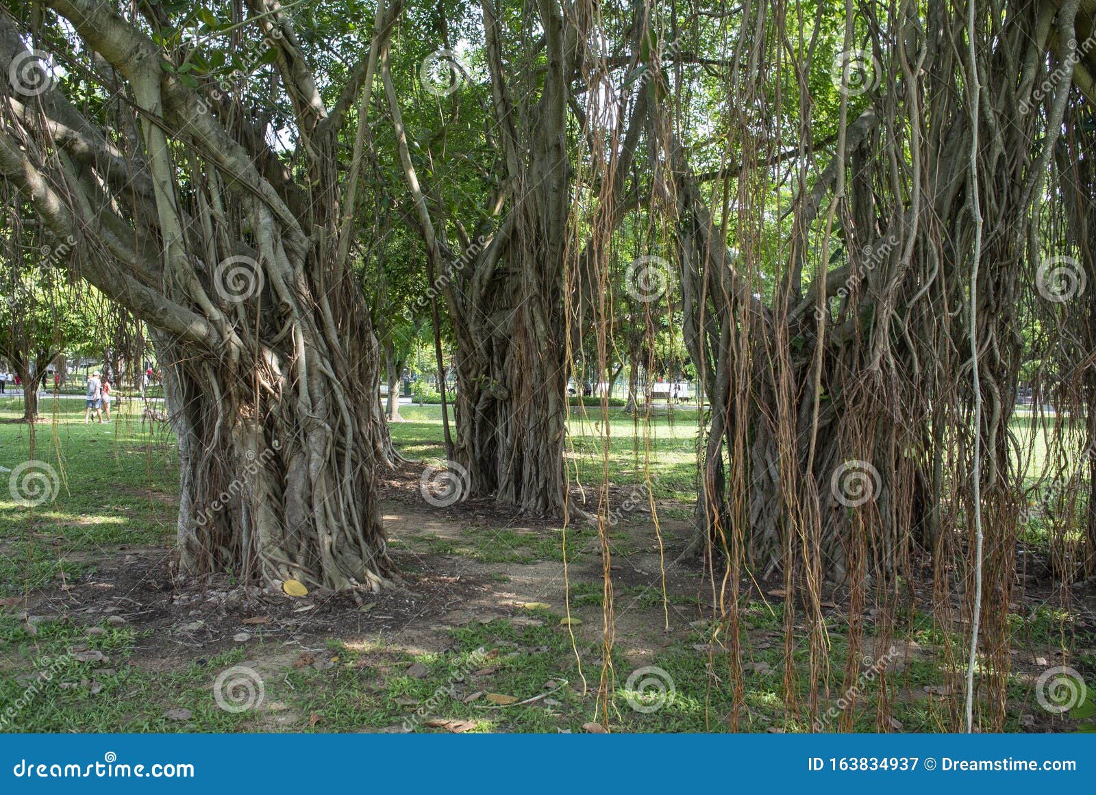 Old Strangler Fig Trees In The Park Stock Photography | CartoonDealer ...