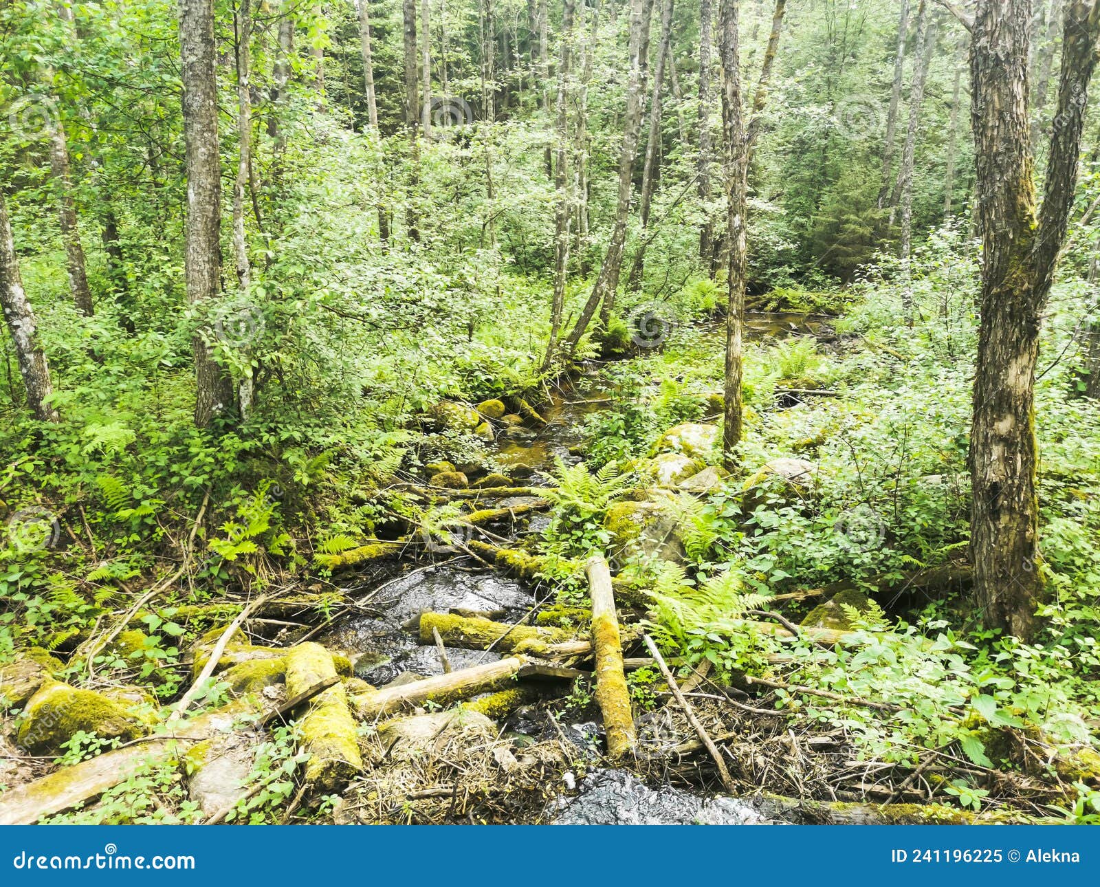 An Old Stream in a Protected Forest. Untouched Nature, Old Trees Stock ...