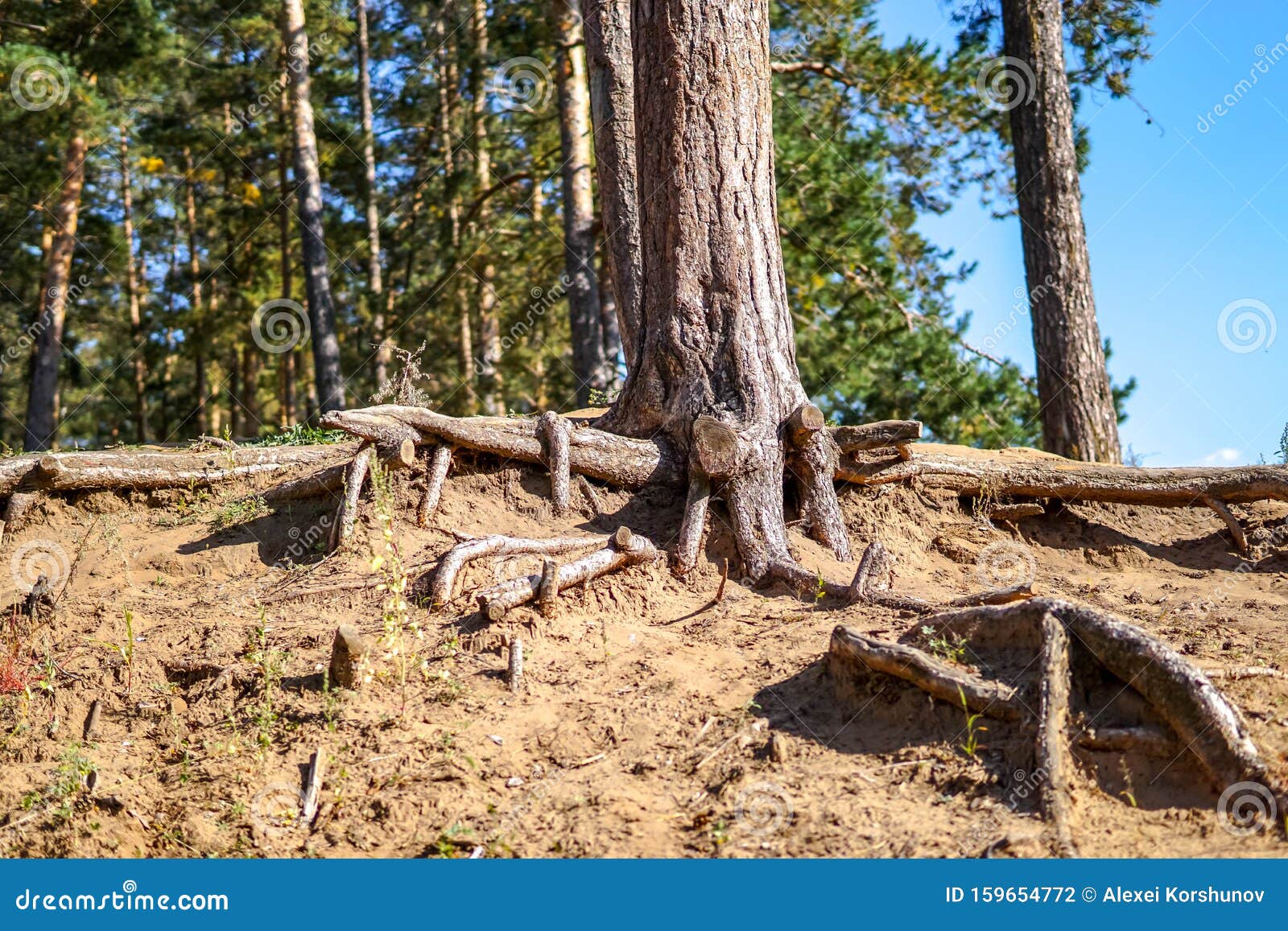 Old Strong Pine Roots Protruding from the Sand Stock Photo - Image of ...