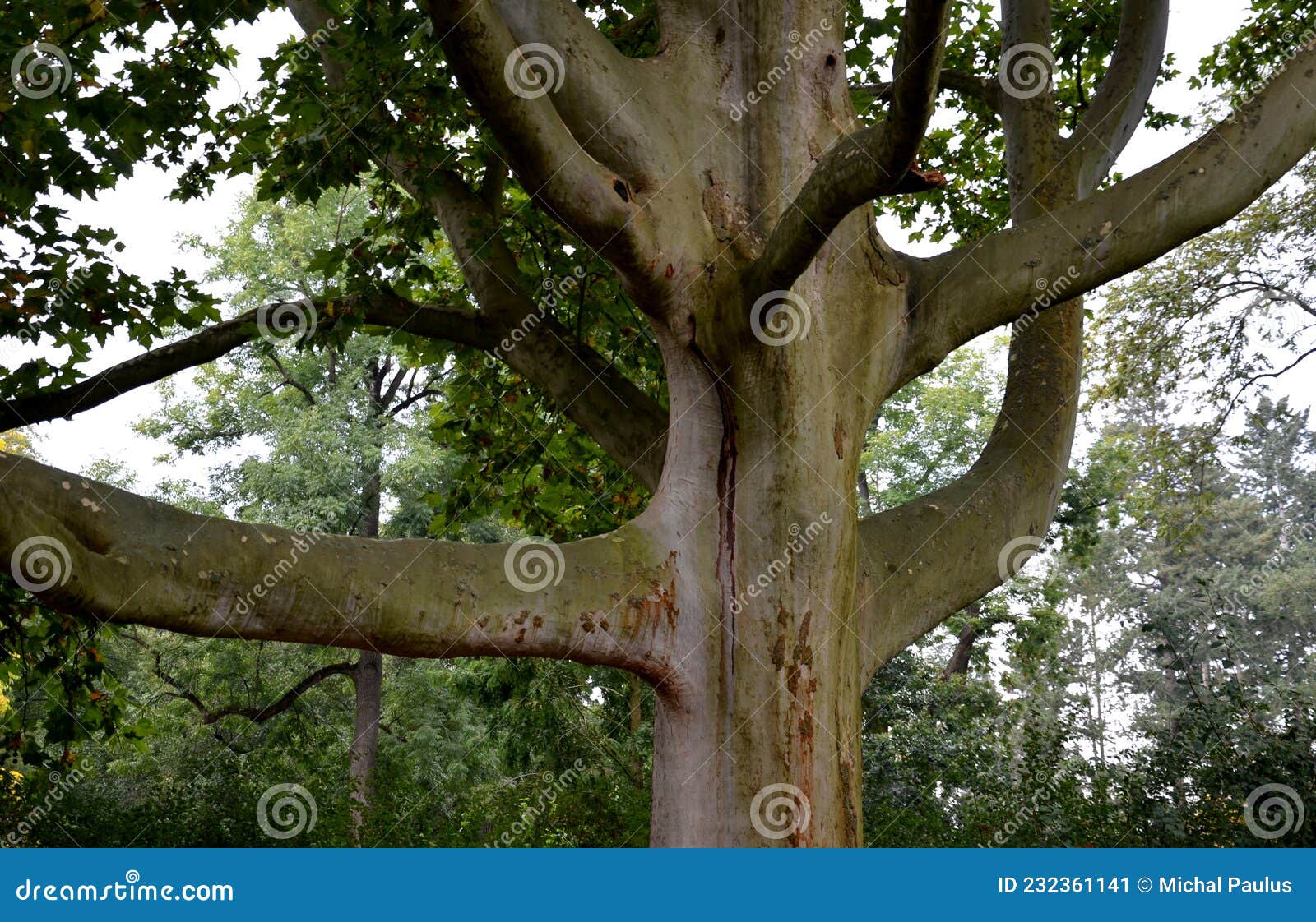 Old Strong Sycamore Tree with Massive Branches Widely Set on the Trunk ...