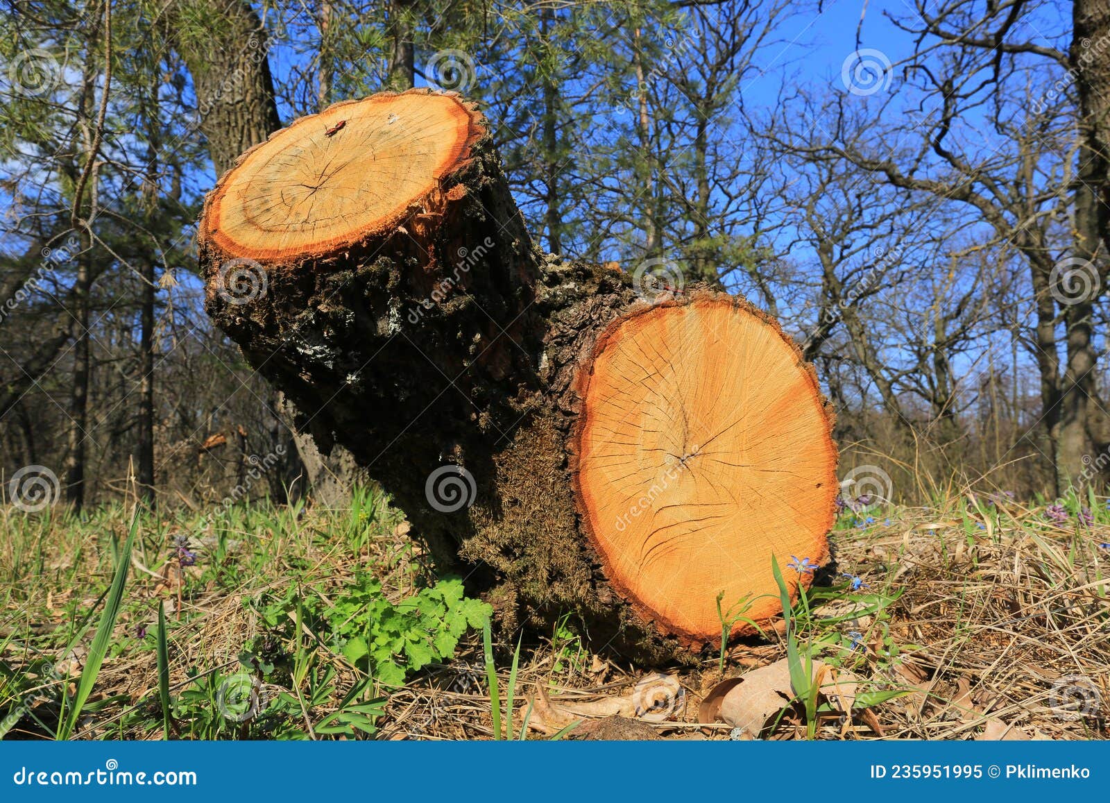 Old stub in forest stock image. Image of scenic, bark - 235951995